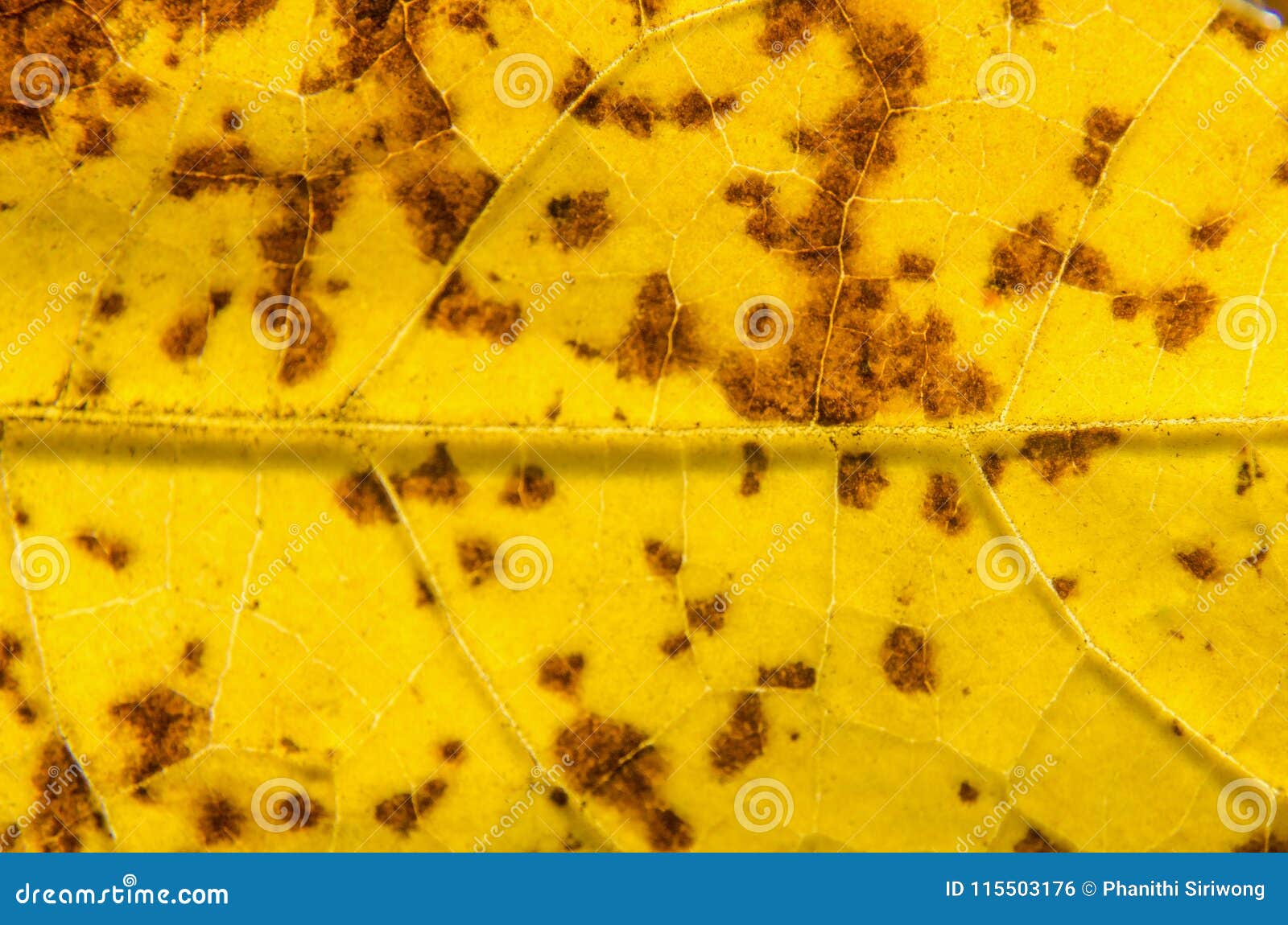 Macro of Yellow and Dry Leaves Texture and Structure of Leaf Fib Stock ...