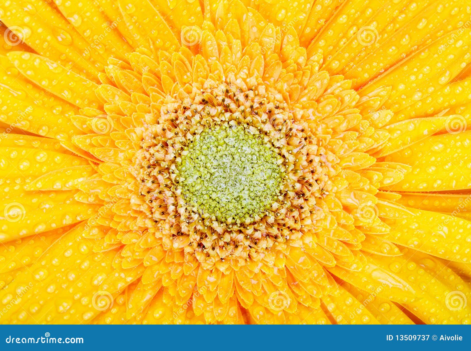 Macro of yellow gerbera stock image. Image of beautiful - 13509737
