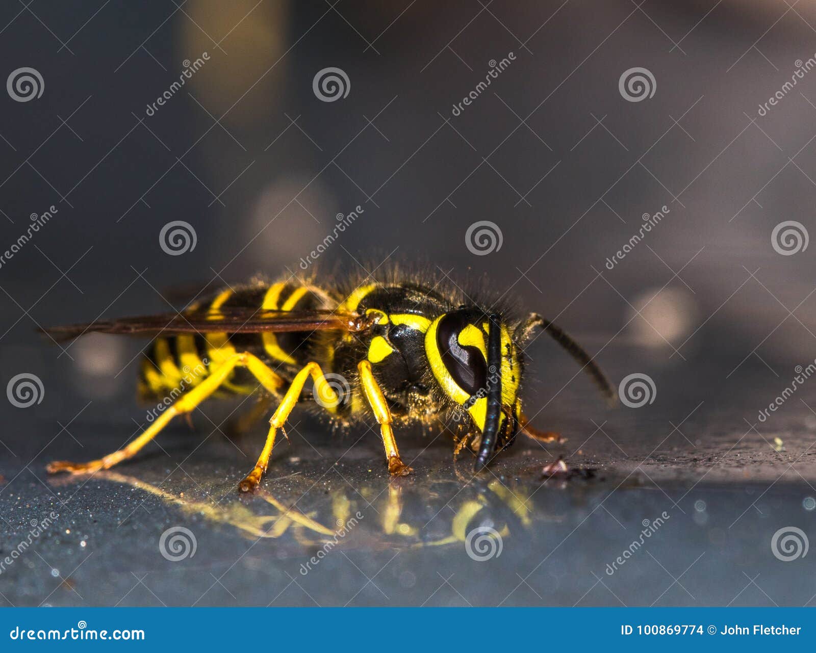 Macro Yellow Jacket stock photo. Image of macro, legs - 100869774