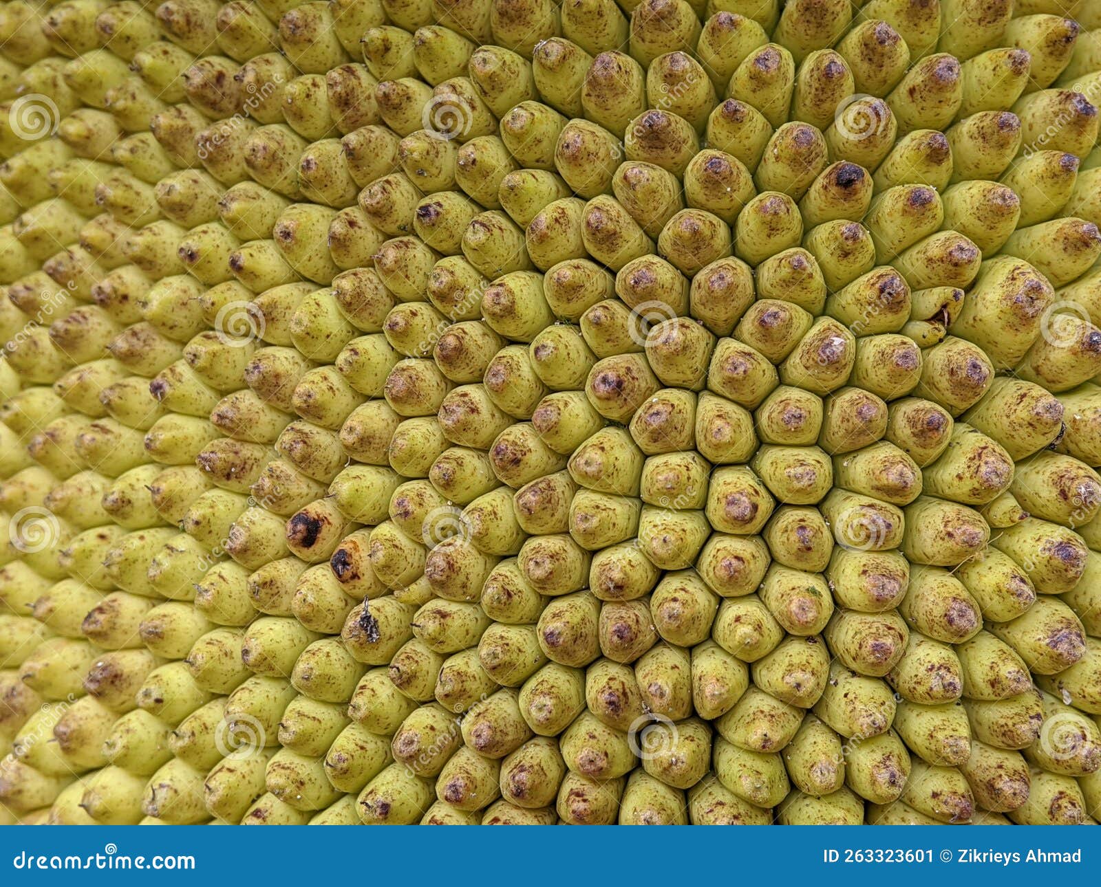 Macro of Yellow Jackfruit Skin Texture Stock Image - Image of ...