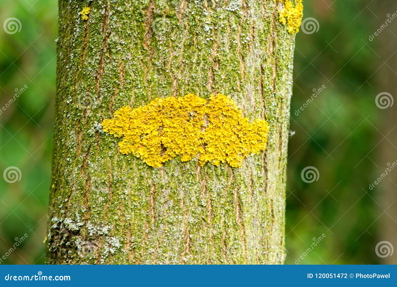 Yellow Lichen on the Ash Tree Stock Photo - Image of golden, moss ...