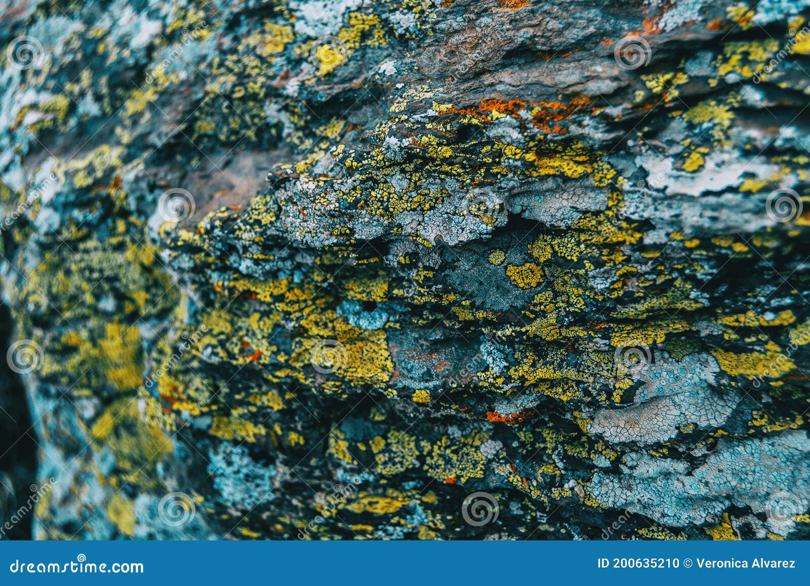 Macro of Yellow Lichens on a Rock Wall Stock Photo - Image of color ...