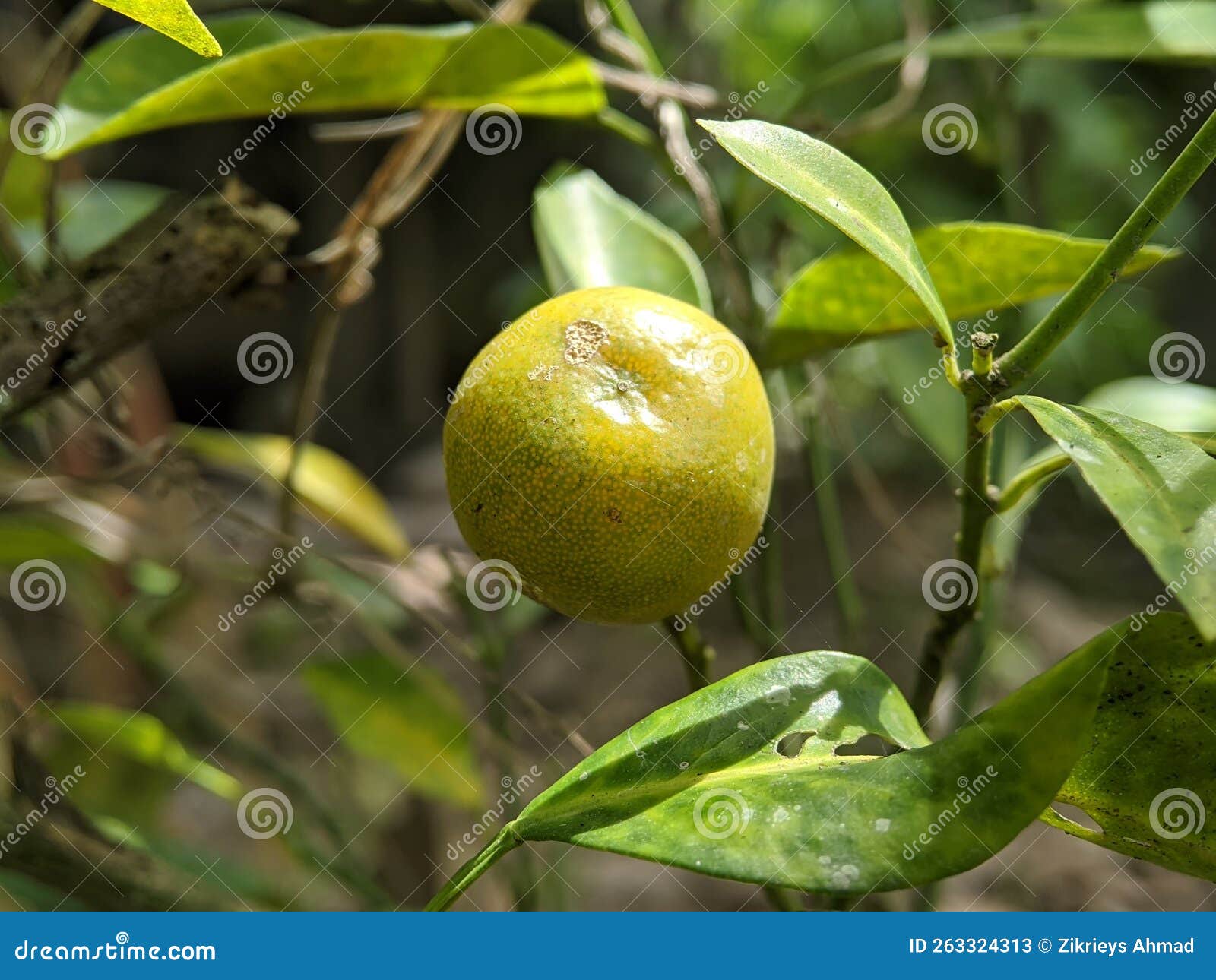 Macro of Yellow Limes Plant Stock Image - Image of fruit, flower: 263324313