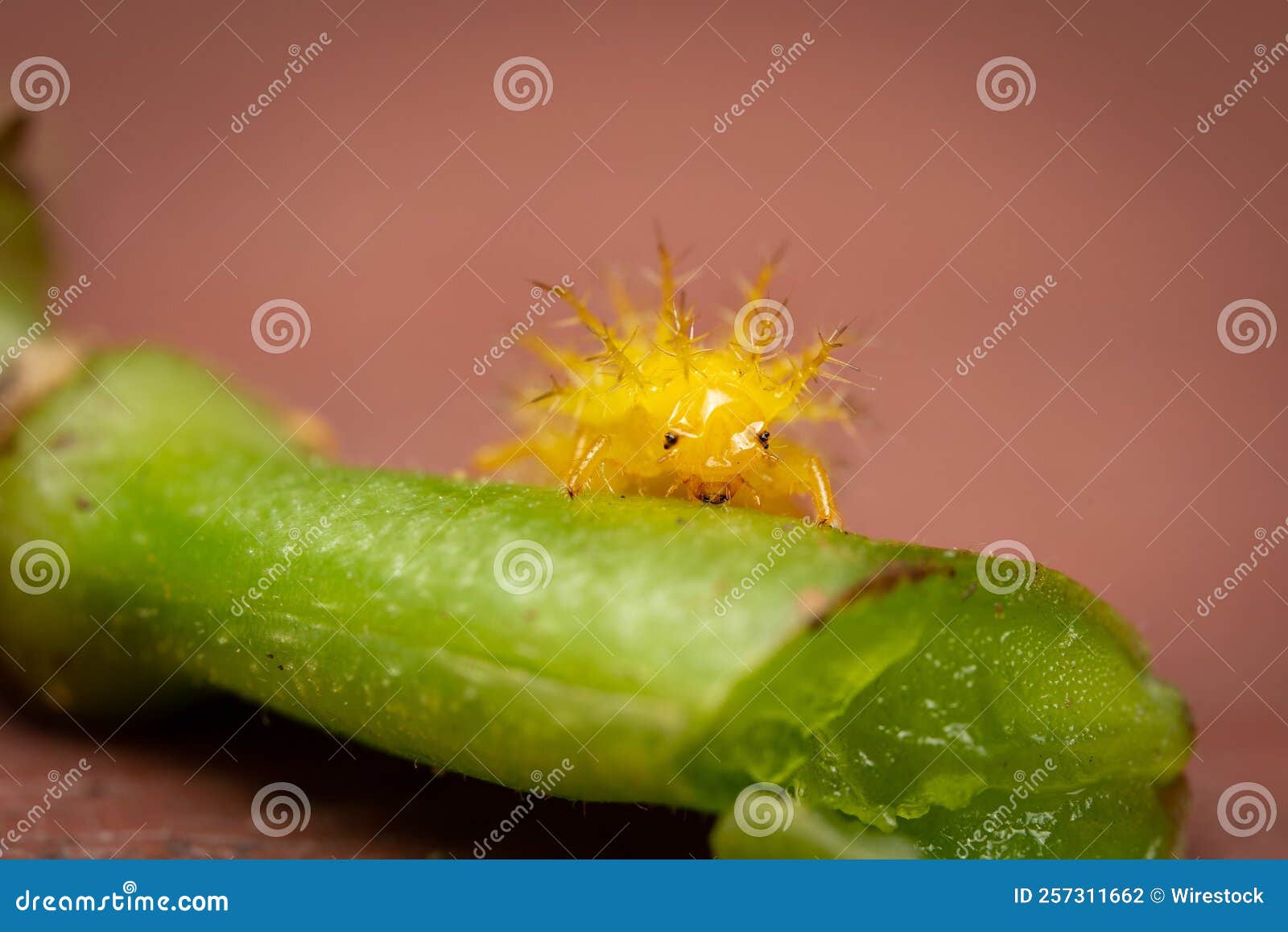 Macro of a Yellow Mexican Bean Beetle on a Green Bean. Stock Photo ...