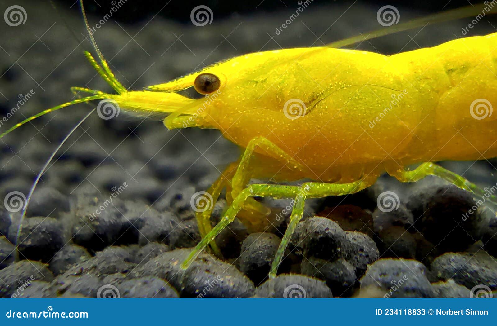 Yellow sakura shrimp stock image. Image of fish, animal - 234118833