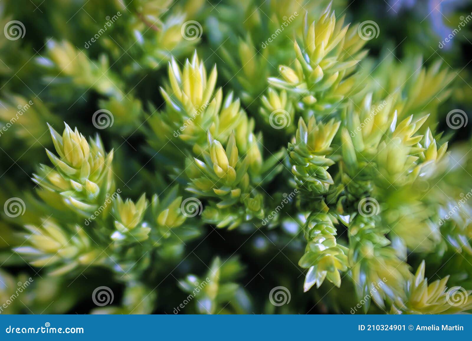 Macro of Yellow New Growth Tips on a Holger Juniper Stock Image - Image ...