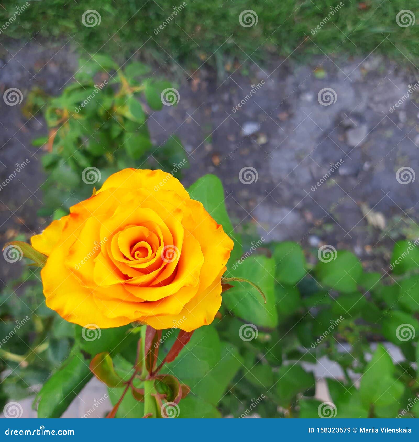 Macro Yellow Rose with Orange Spots in the Garden Stock Image - Image ...