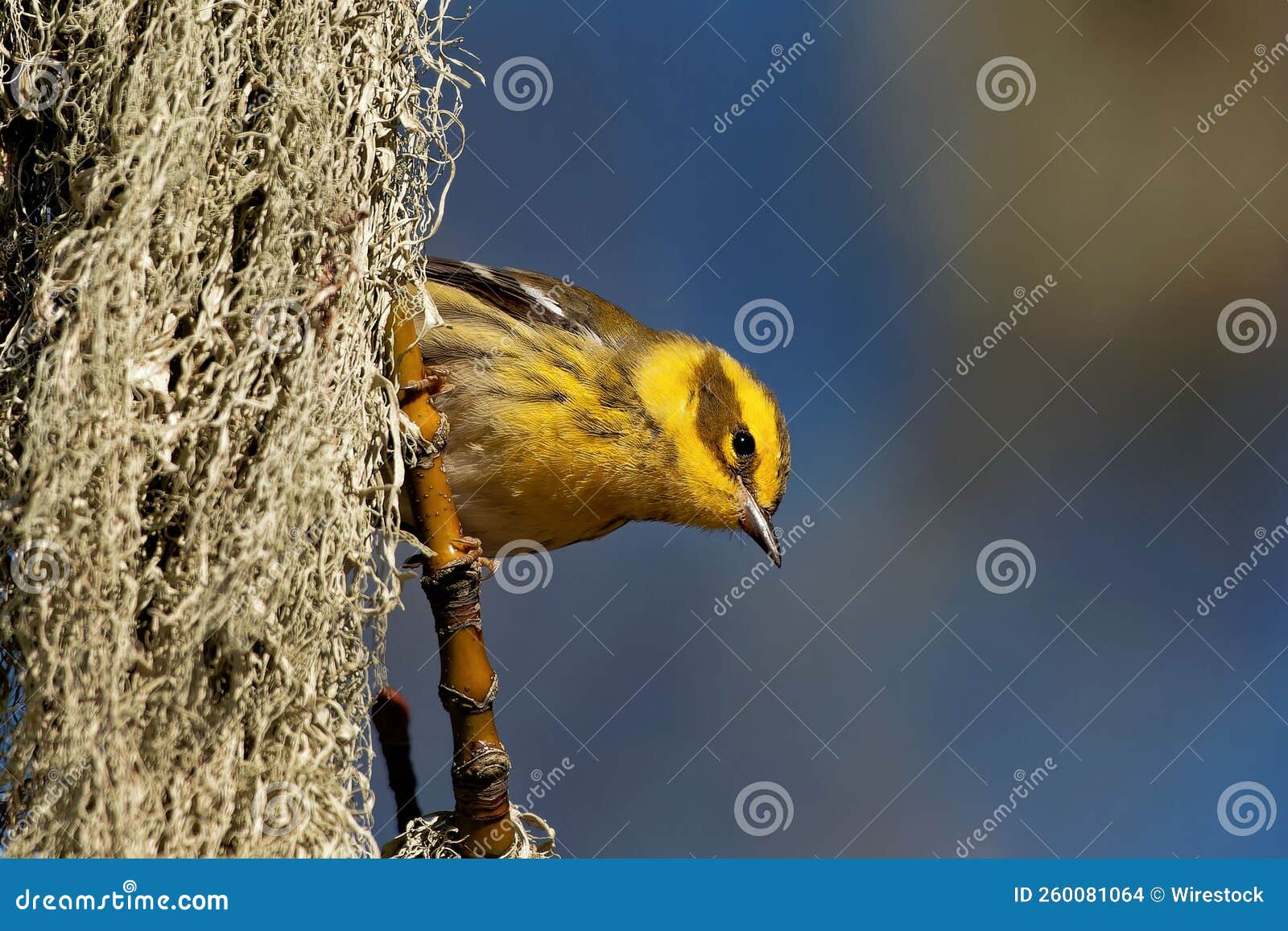 Macro of a Yellow Warbler on a Tree Branch Stock Photo - Image of ...