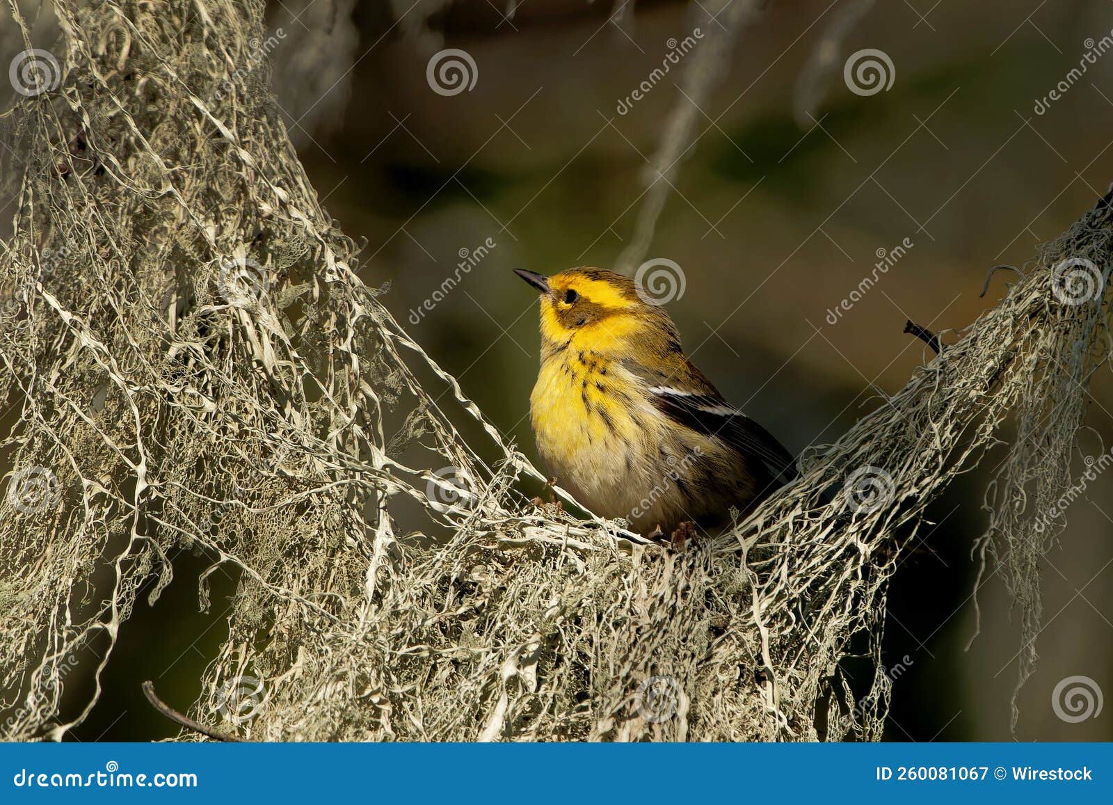 Macro of a Yellow Warbler on a Tree Branch Stock Image - Image of color ...