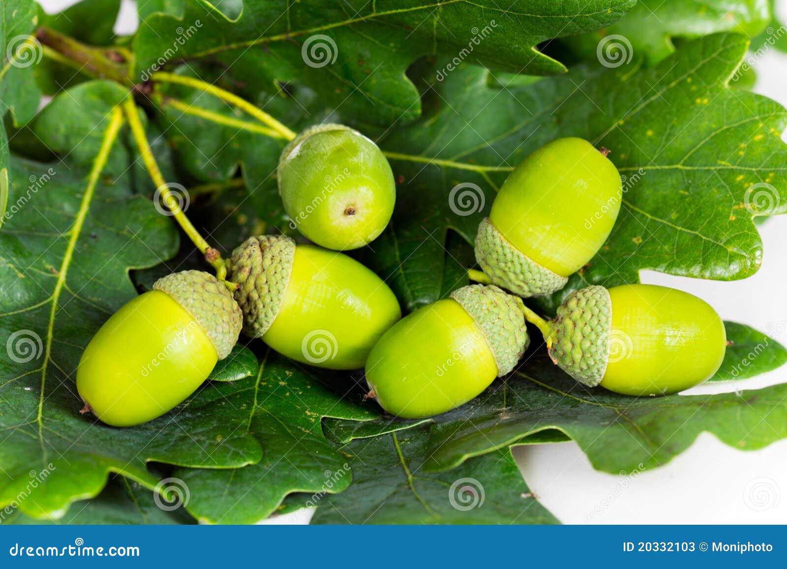 Macro of Young Acorn Isolated on White Stock Image - Image of isolated ...