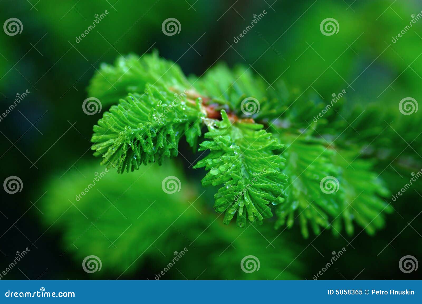 Macro young fir-tree stock image. Image of botanical, spring - 5058365