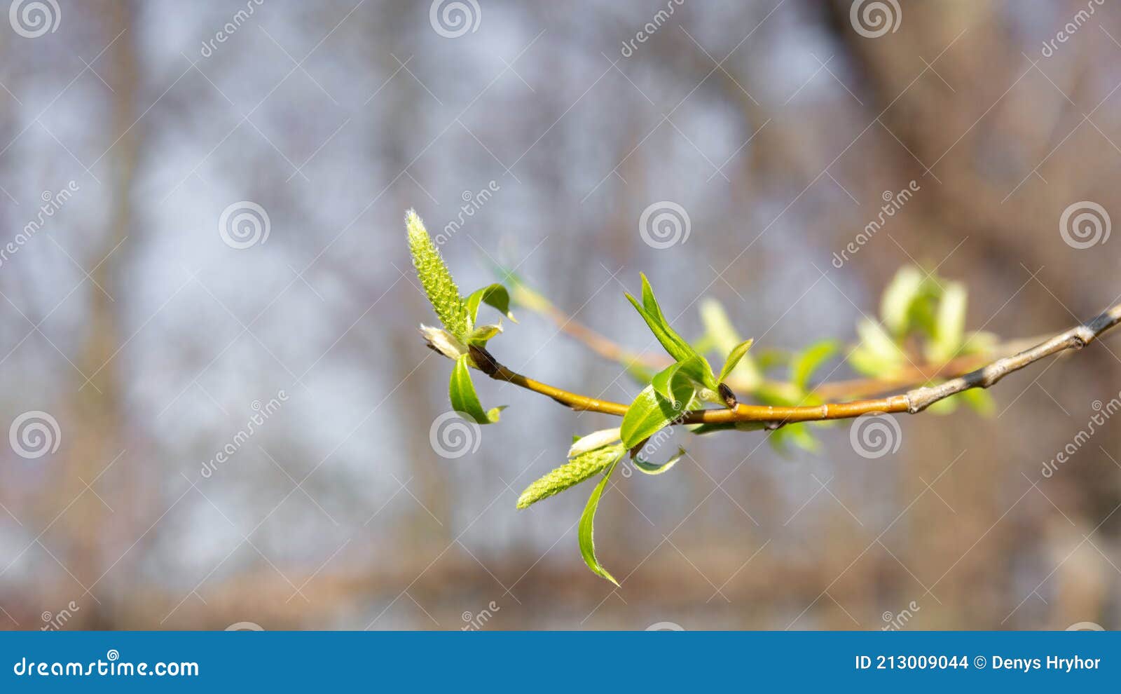 Macro of Young Foliage on a Branch in Spring Isolated Stock Photo ...