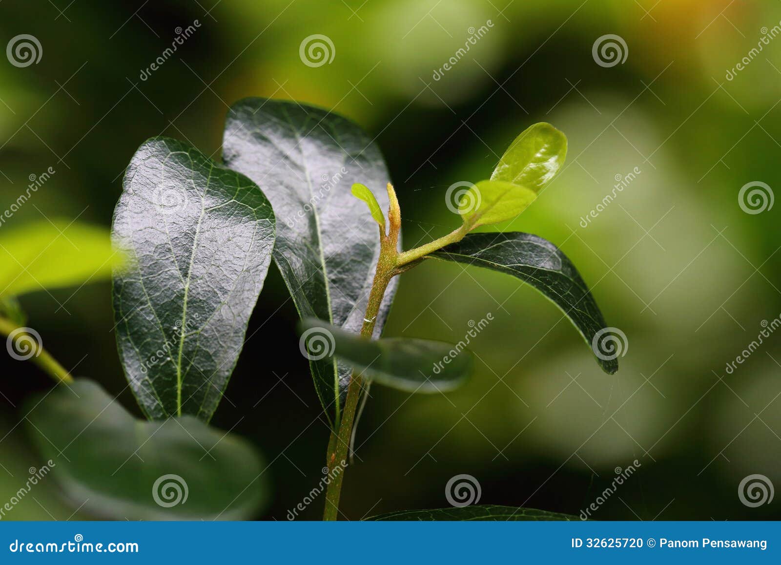 Macro of young foliage stock photo. Image of season, freshness - 32625720