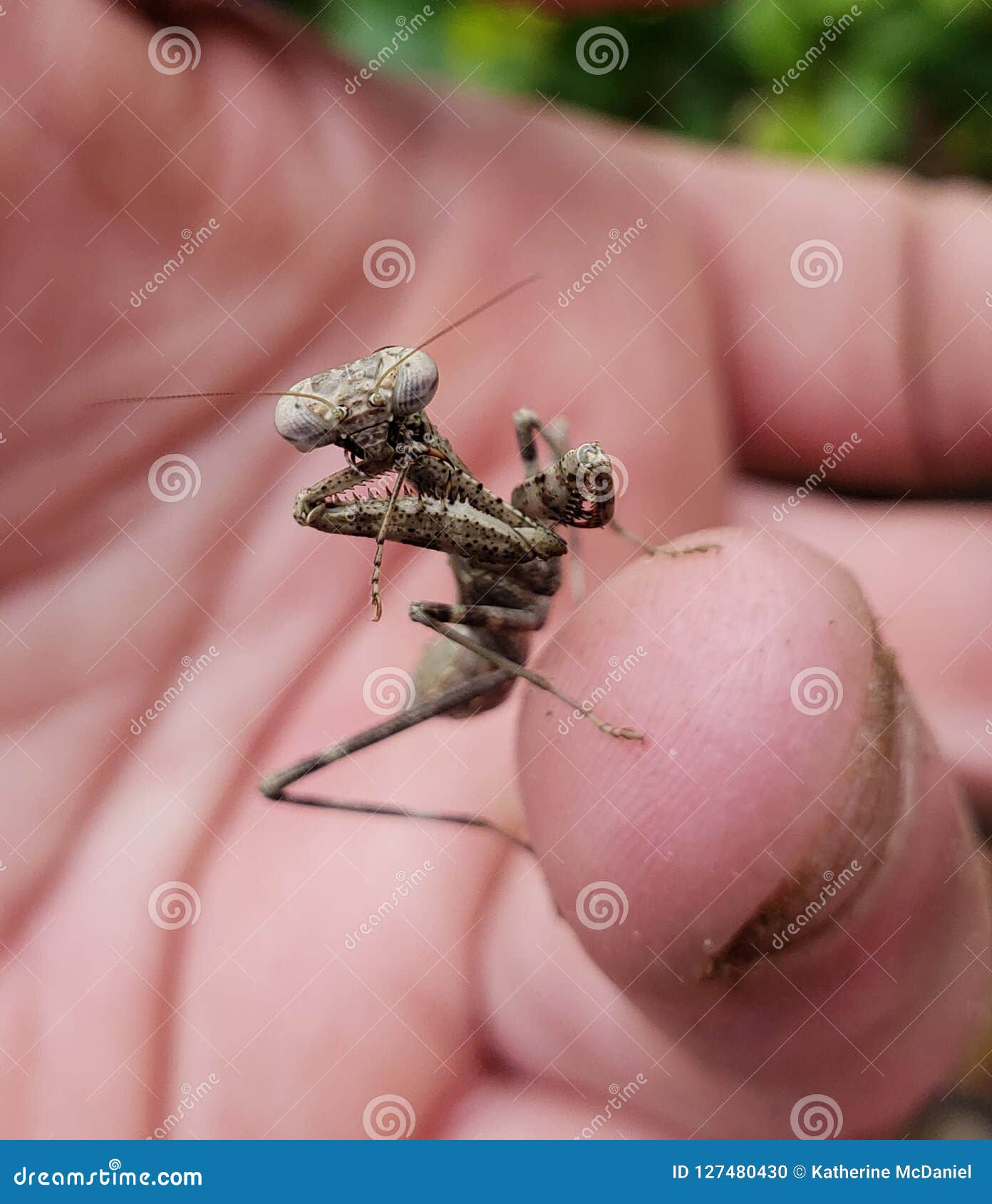 Macro of Young Praying Mantis on Human Finger Stock Photo - Image of ...