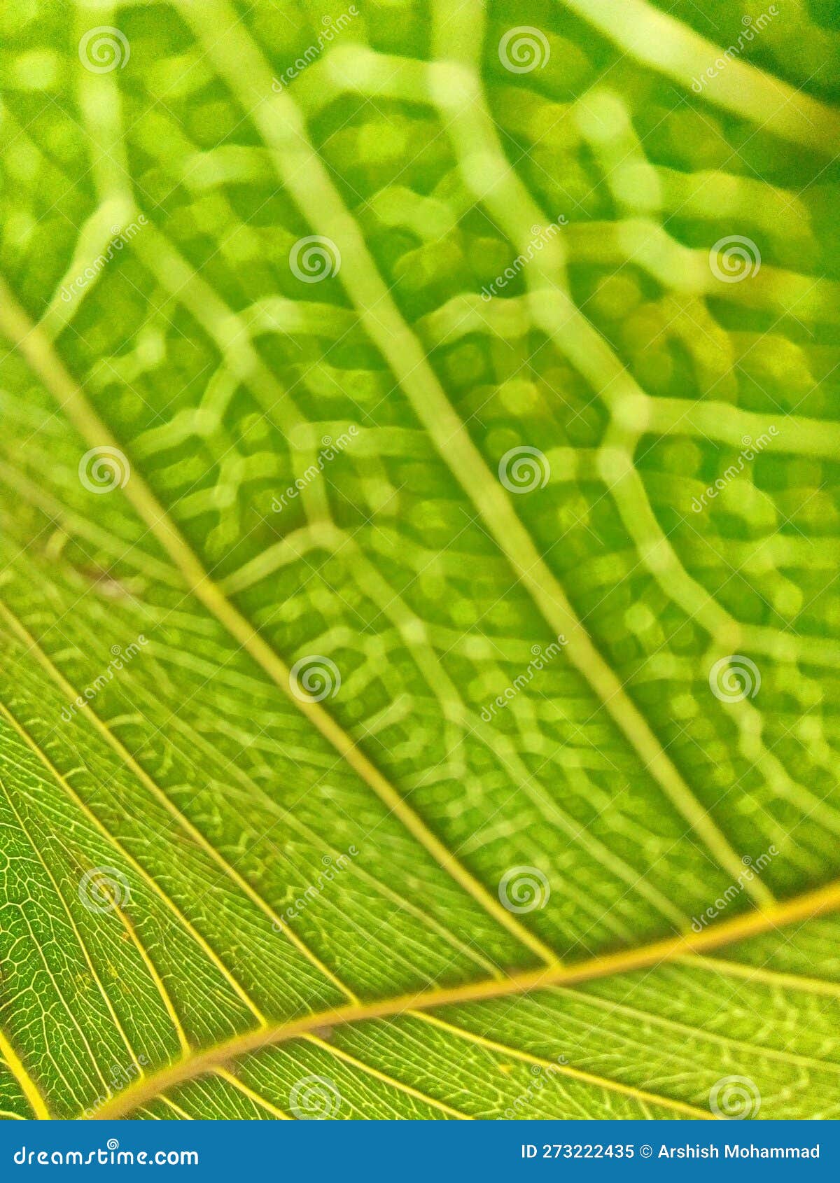 Macro zoom Leaf Texture stock image. Image of zoom, tree - 273222435