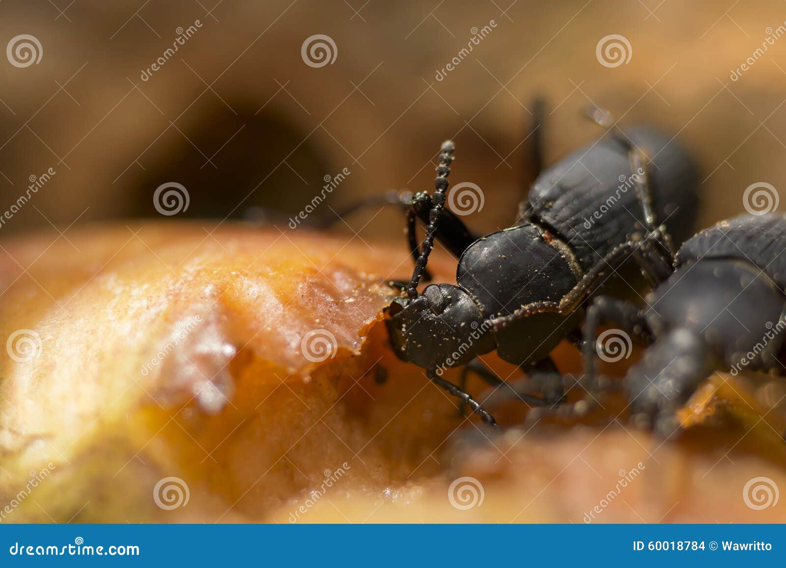 Macro of Zophobas Morio or Superworm. Stock Photo - Image of dark ...
