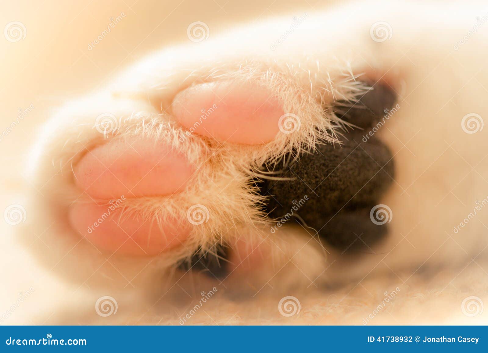 Macrobeeld Van Witte Kattenpoot Stock Foto - Image of lichten ...
