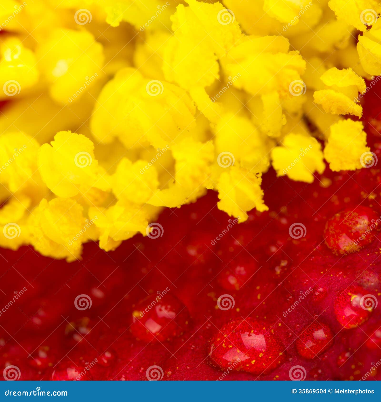 Macrobloemdelen, Geel En Rood Stock Foto - Image of botanisch, water ...