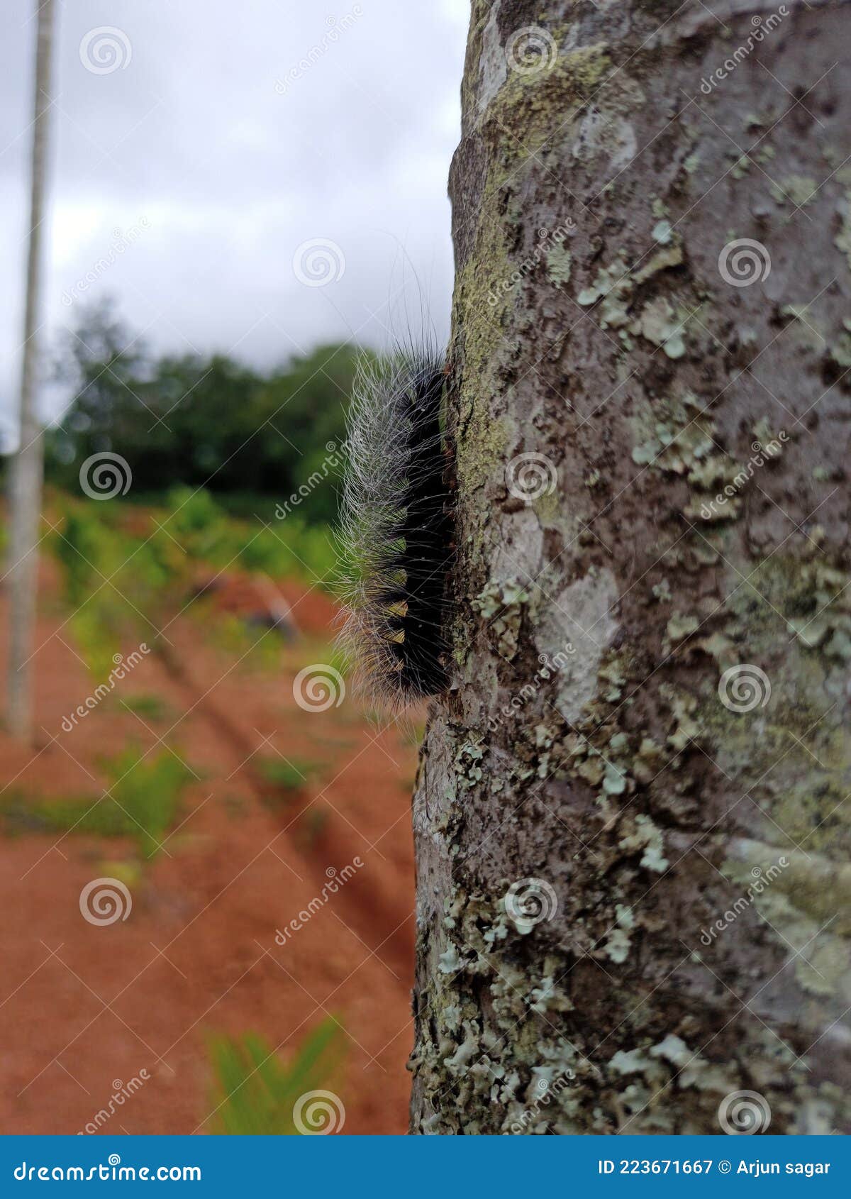 Macrobrochis gigas insects stock image. Image of leaf - 223671667