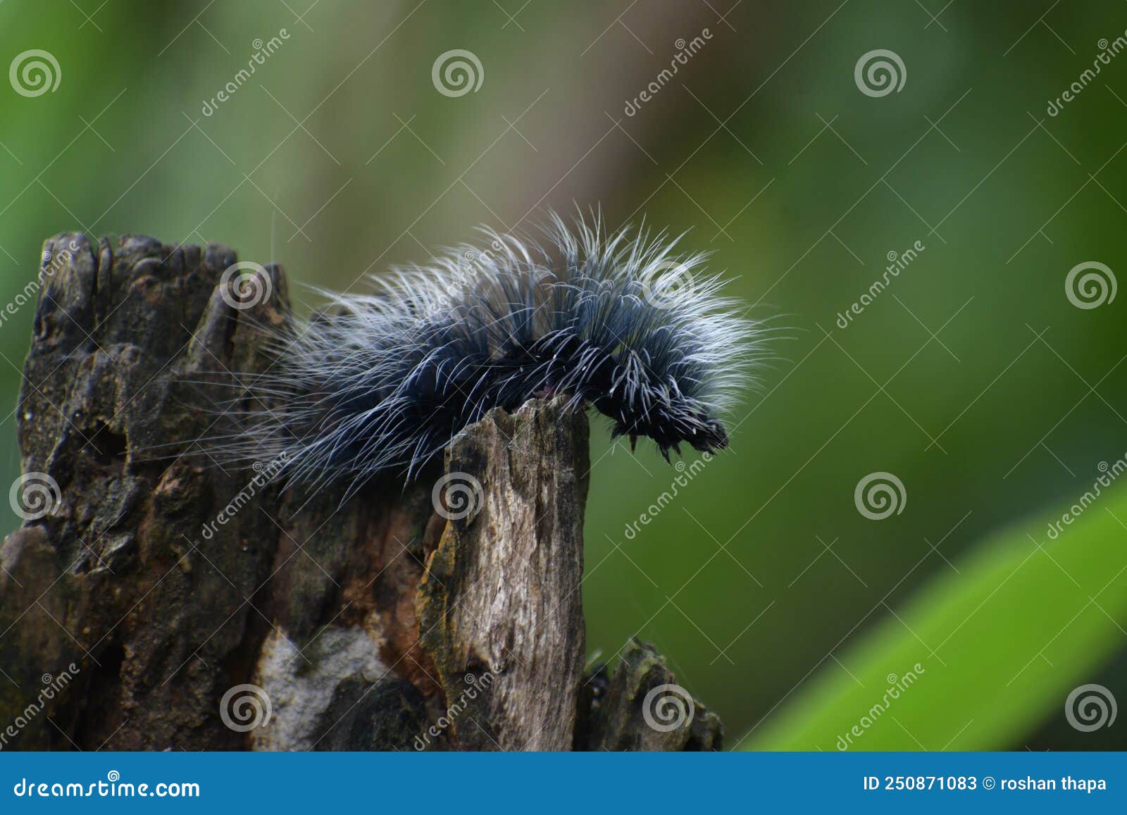 Macrobrochis Gigas Insects Stock Photo | CartoonDealer.com #223671420