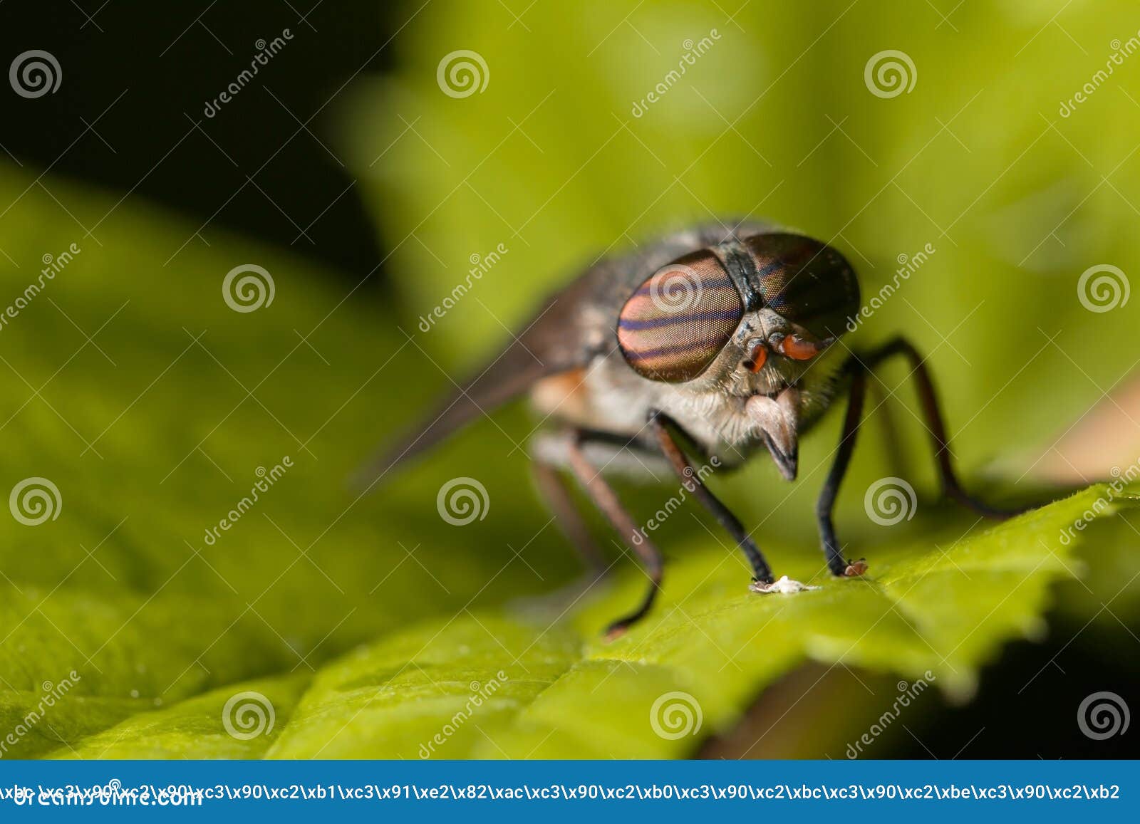 Macrocosm. Background, Concept and Idea. Bug, Fly, Bug. New Life Stock ...