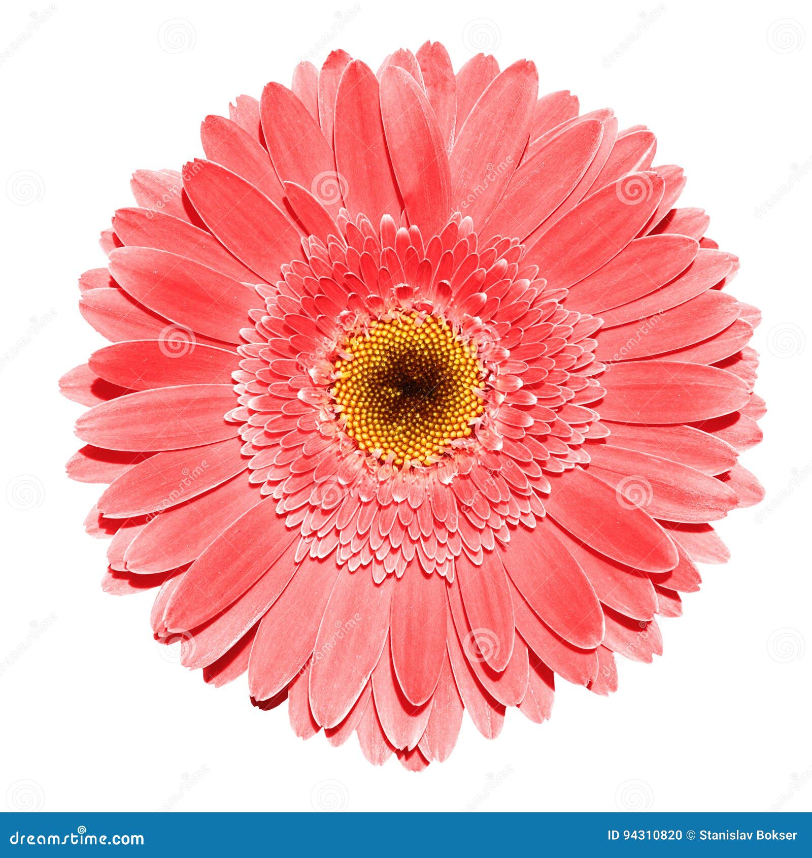 Macrofotografia Rossa Del Fiore Della Gerbera Isolata Fotografia Stock ...