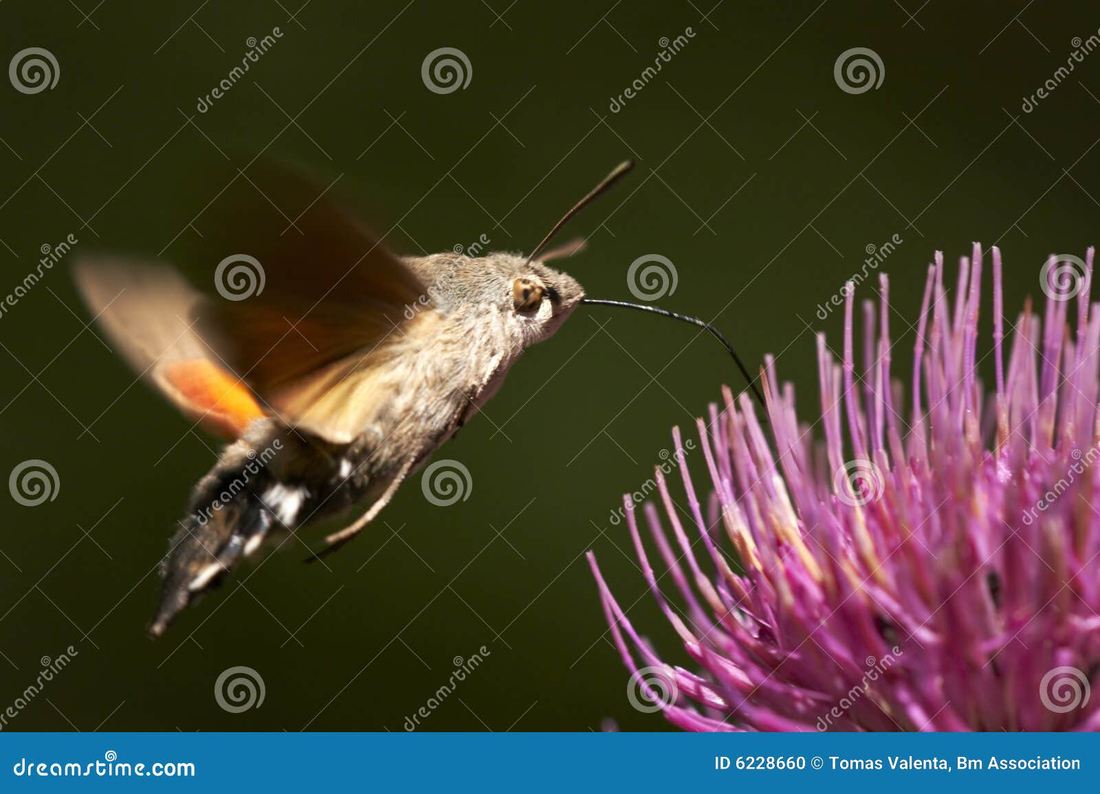 Macroglossum stellatarum stock photo. Image of closeup - 6228660