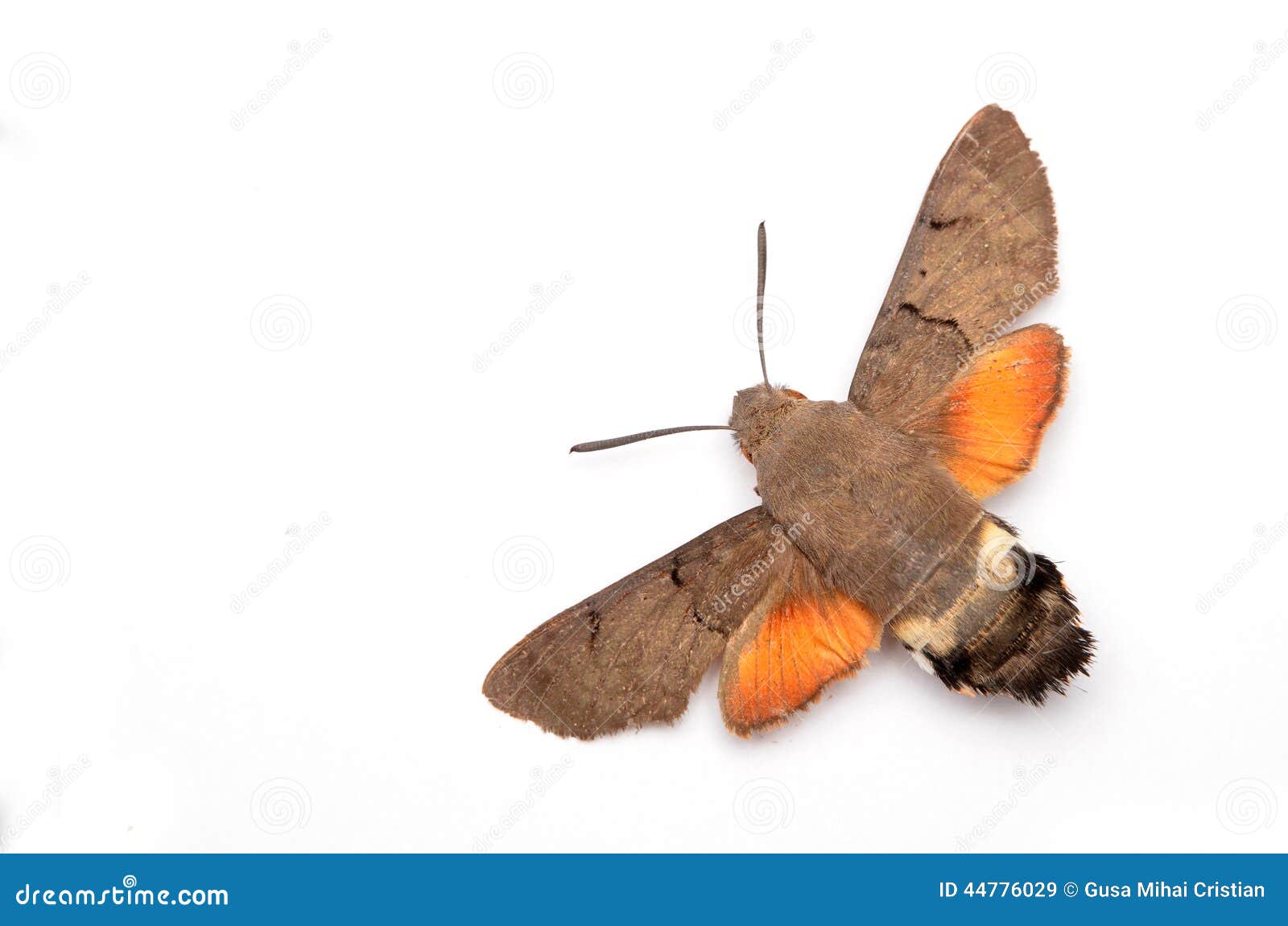 Macroglossum Stellatarum, Hummingbird Hawk-moth Stock Image - Image of ...