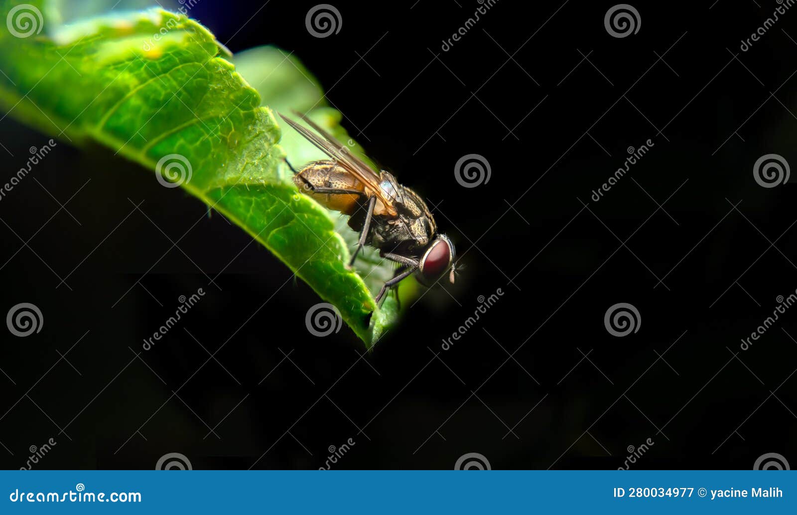 Musca insecto animal stock image. Image of photographs - 280034977