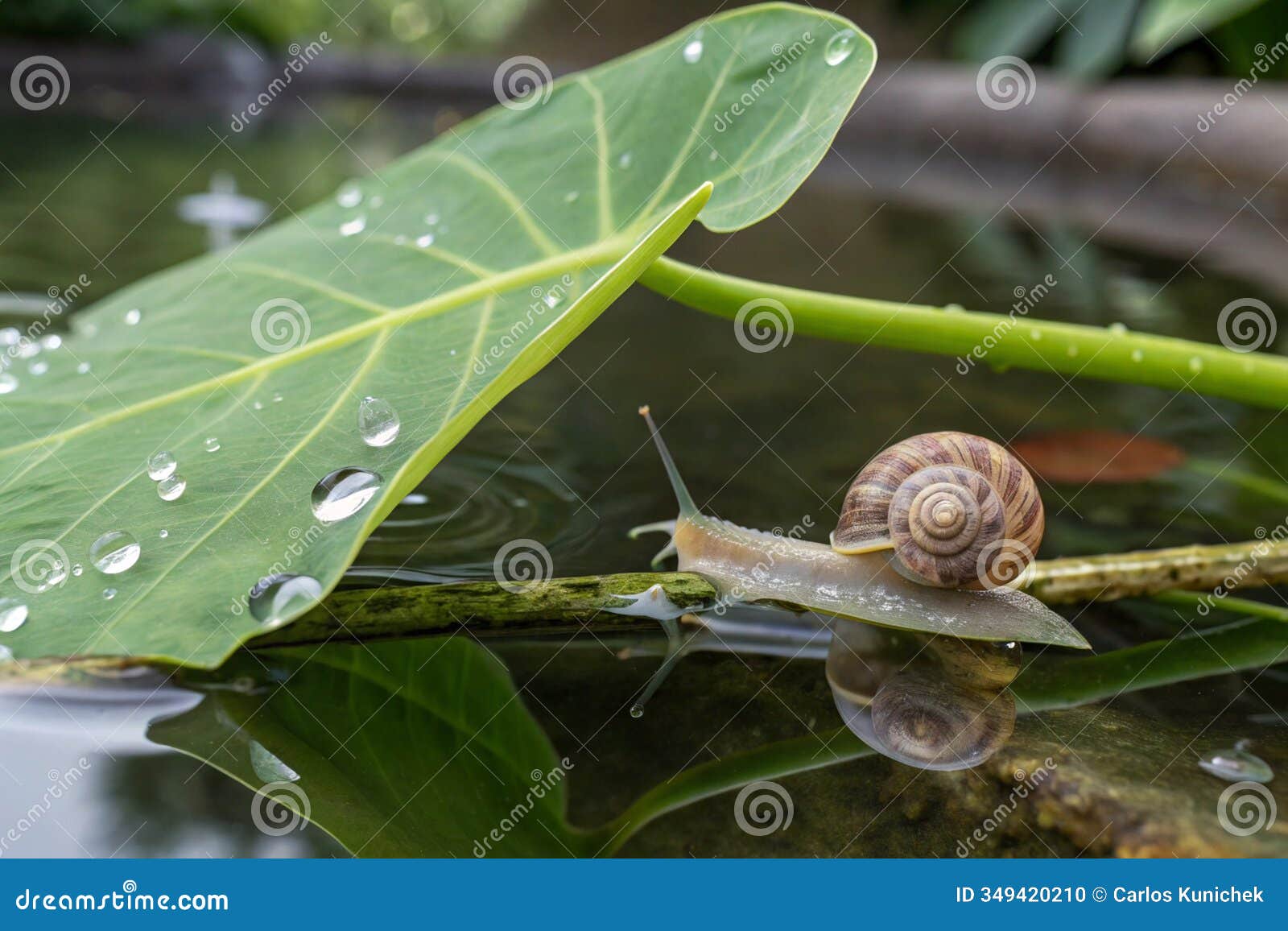 Macrography of a Transparent Baby Snail Whose Body is on a Taro Leaf ...