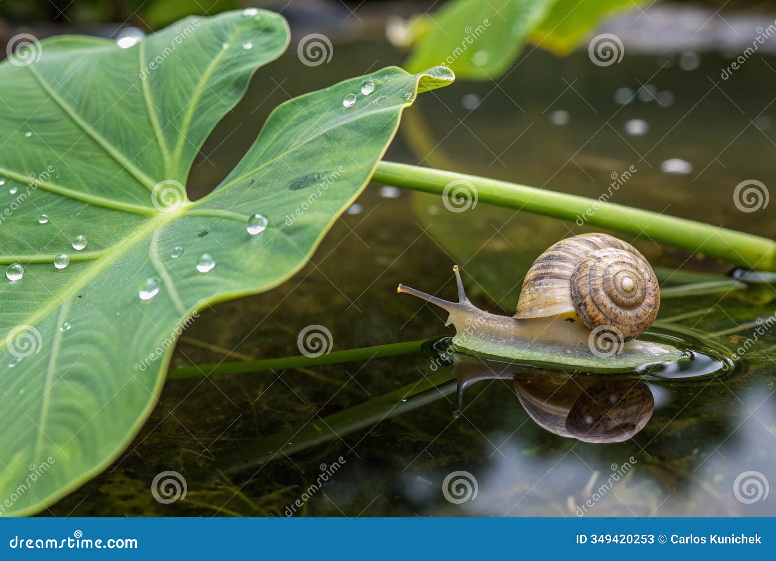 Macrography of a Transparent Baby Snail Whose Body is on a Taro Leaf ...