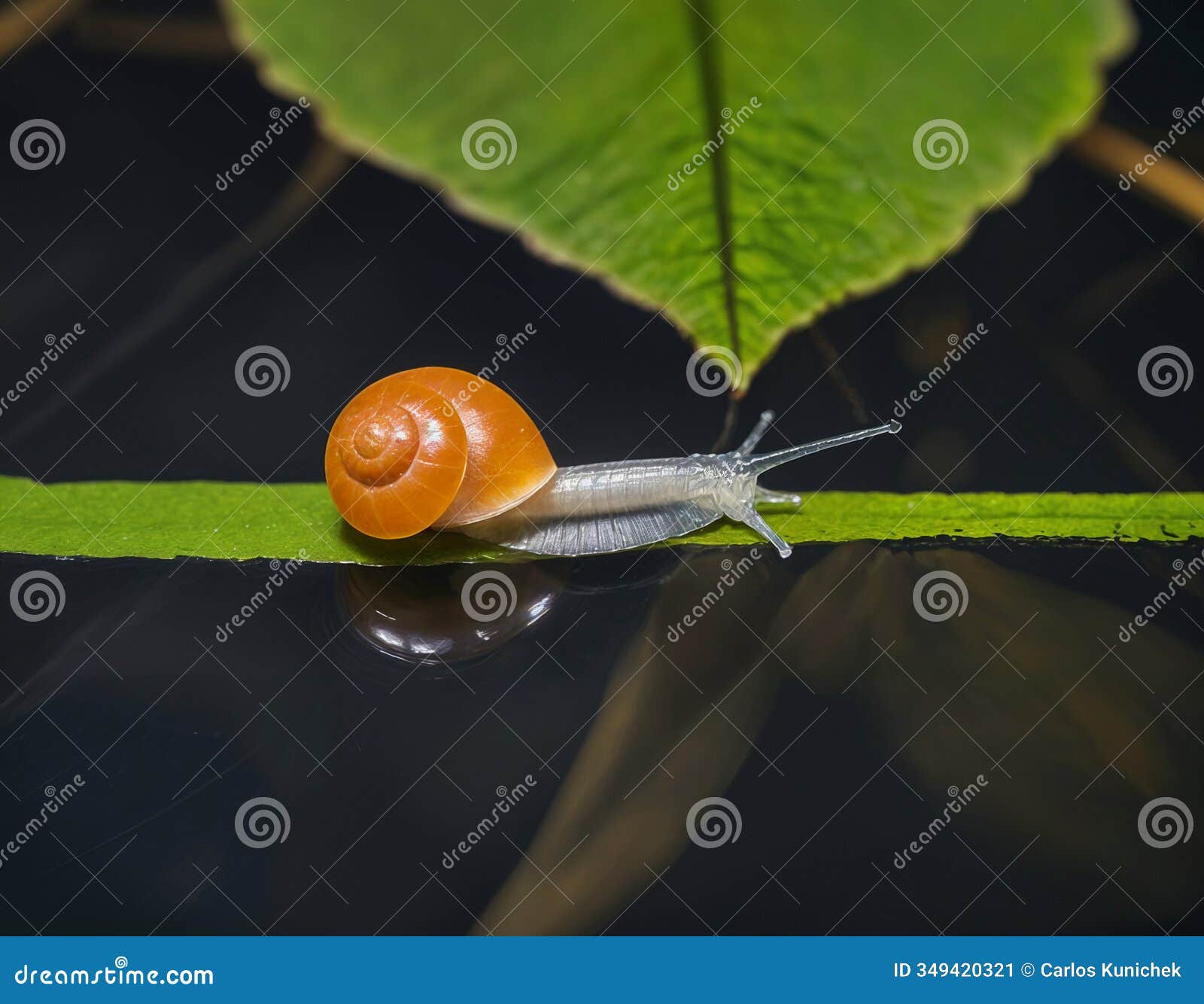 Macrography of a Transparent Baby Snail Whose Body is on a Taro Leaf ...