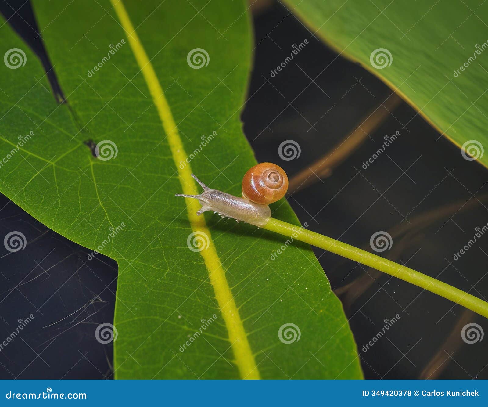 Macrography of a Transparent Baby Snail Whose Body is on a Taro Leaf ...