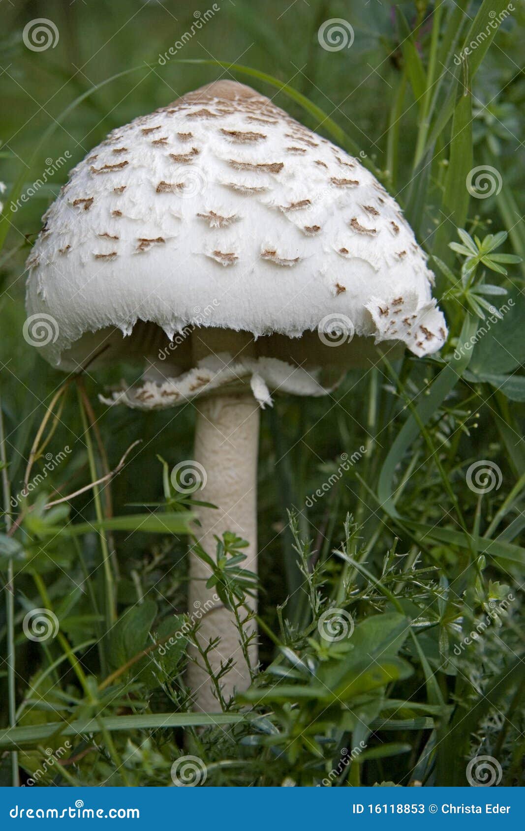 Macrolepiota procera stock image. Image of food, macrolepiota - 16118853