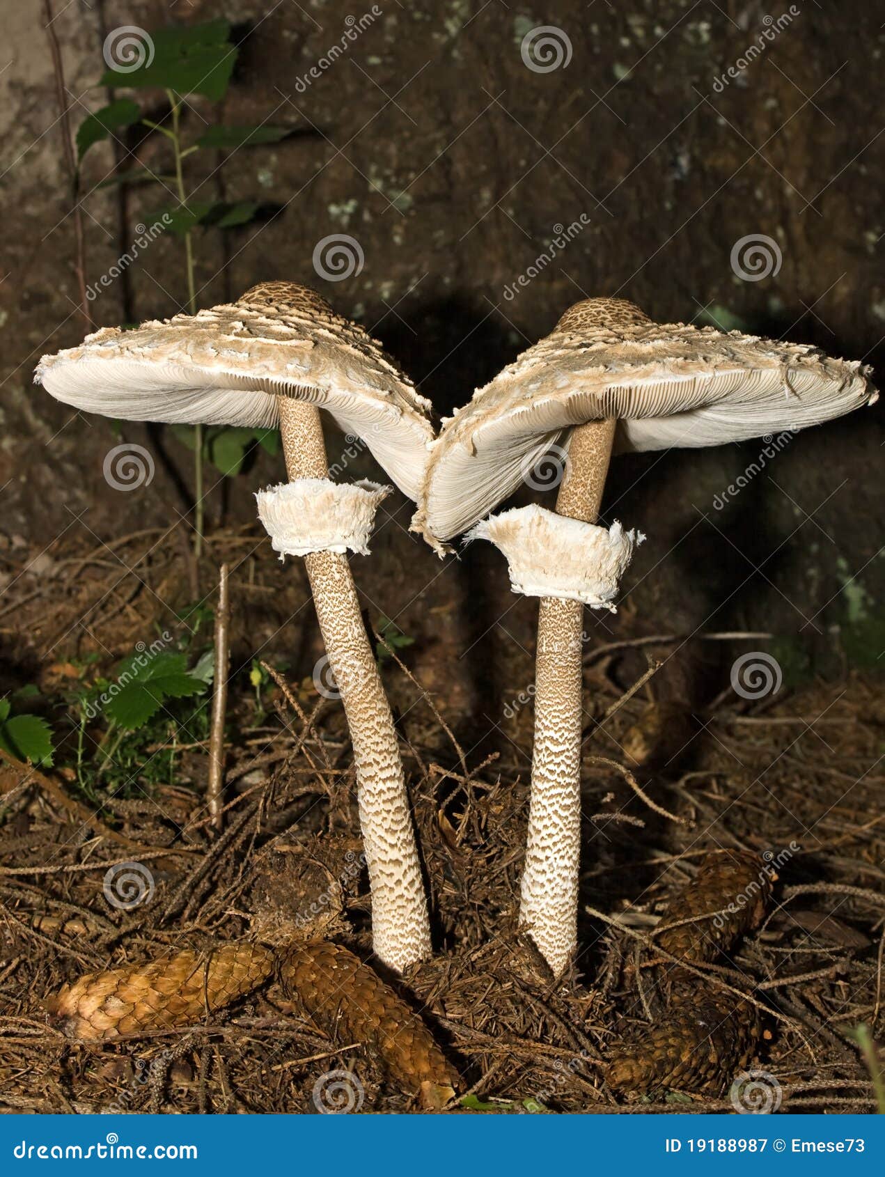 Macrolepiota procera stock image. Image of mushroom, mushrooming - 19188987