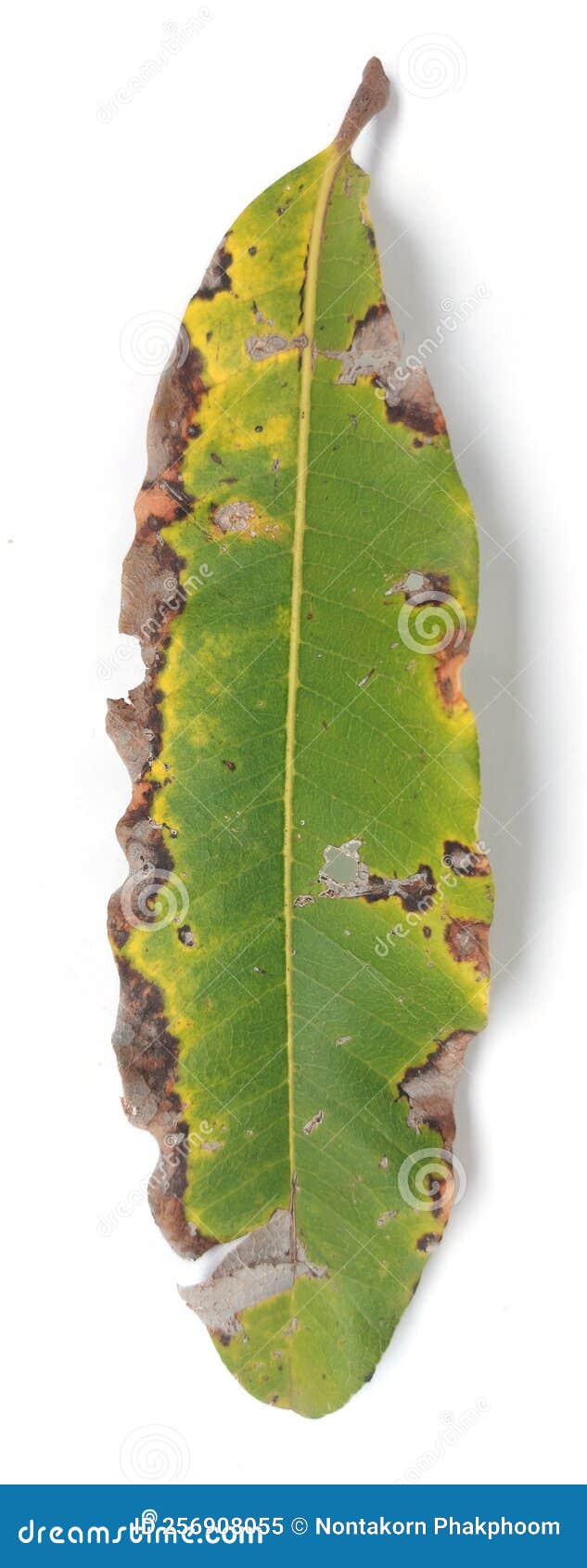 Macronutrient Deficient Mango Leaves Isolated on White Background ...