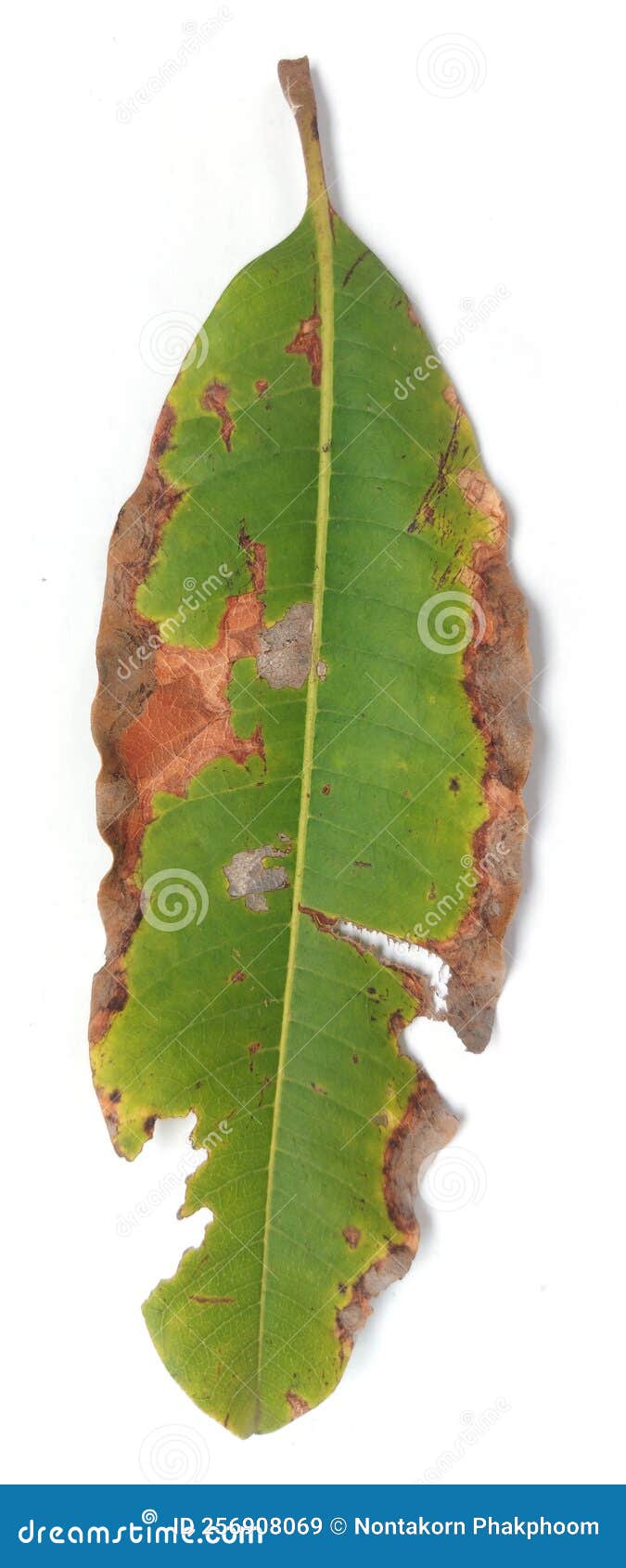 Macronutrient Deficient Mango Leaves Isolated on White Background ...