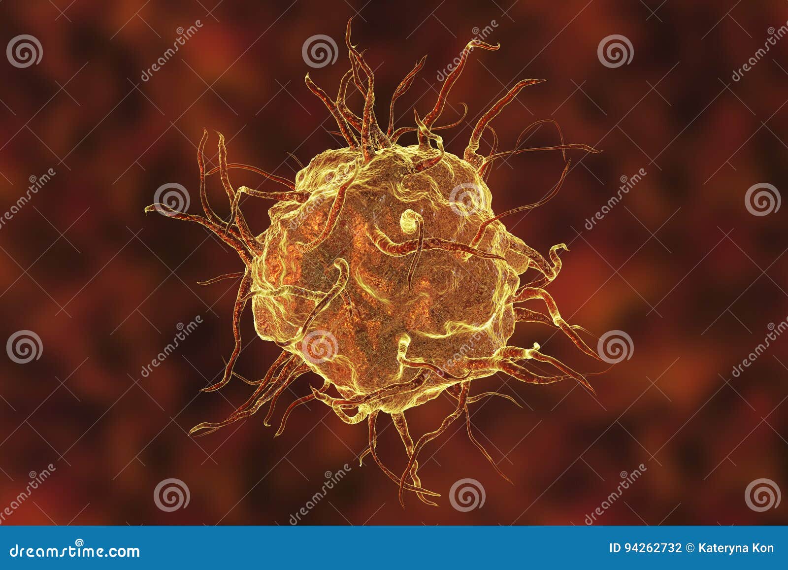 Macrophage Cell, Close-up View Stock Illustration - Illustration of ...