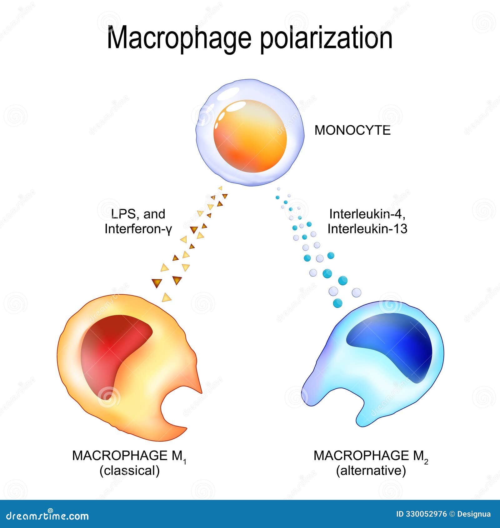 Macrophage Polarization. Monocyte And Cytokines Vector Illustration ... Macrophage Polarization. Monocyte And Cytokines Vector Illustration ...