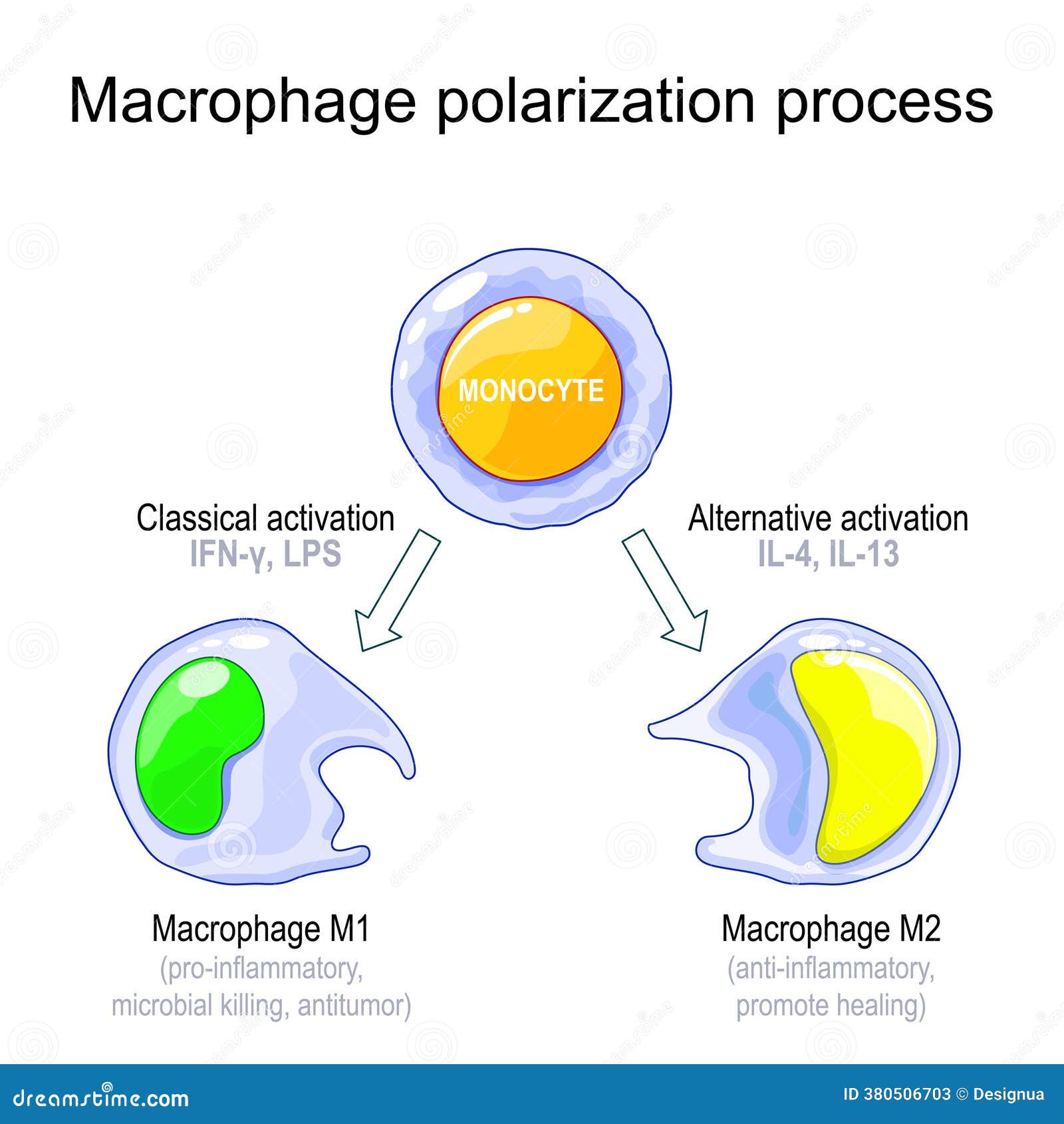 Macrophage Cartoons, Illustrations & Vector Stock Images - 2239 ...