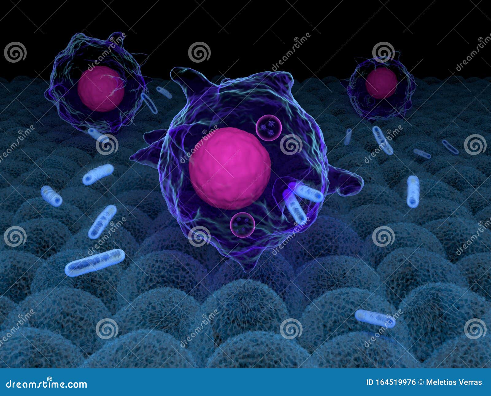 Macrophages Engulfing Bacteria Stock Illustration - Illustration of ...