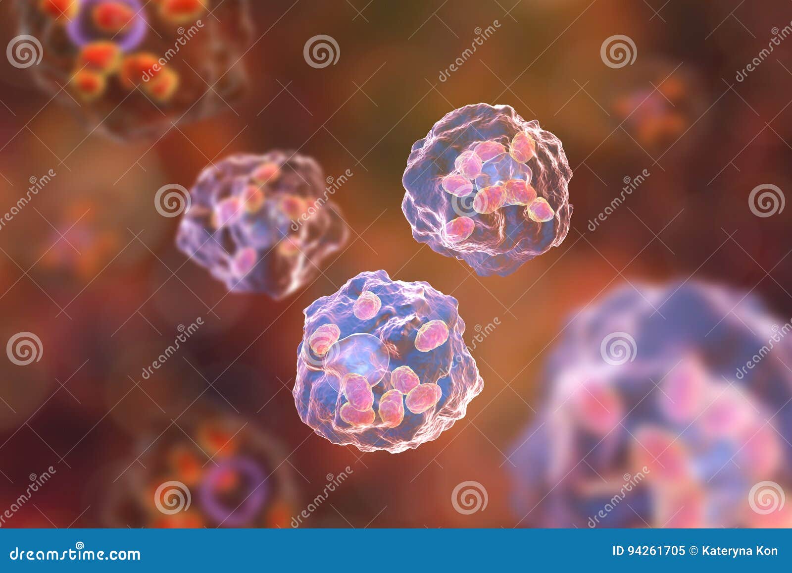 Macrophages Infected by Leishmania Amastigotes Stock Illustration ...