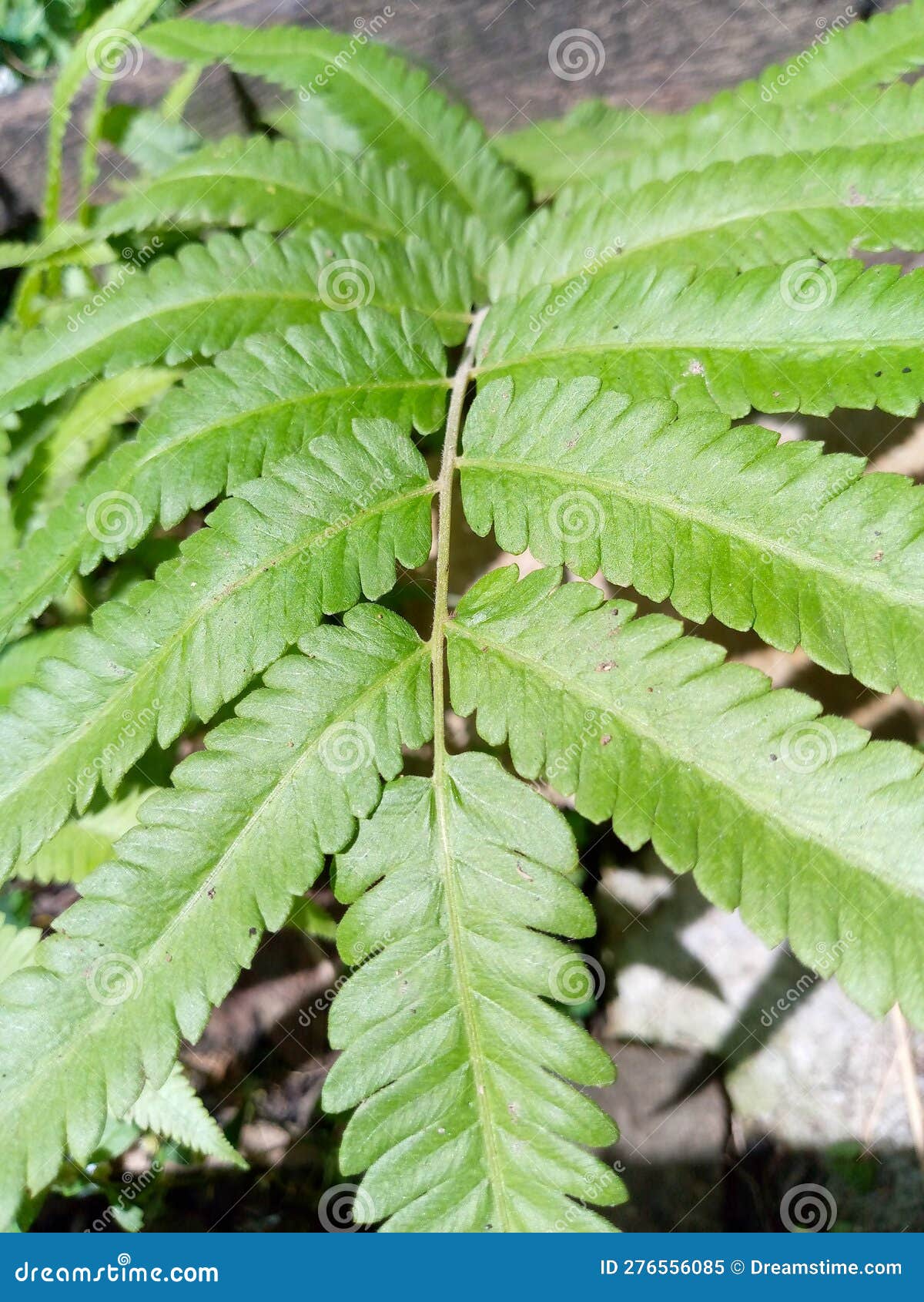 Macrophile Ferns are Ferns with Very Broad Leaves Stock Image - Image ...