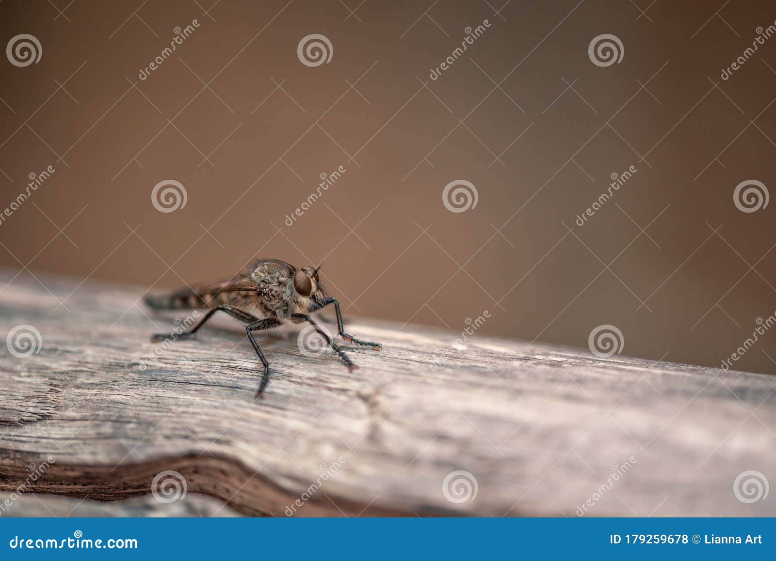 The Macrophoto of a Black Flying Insect on a Light Surface Stock Photo ...