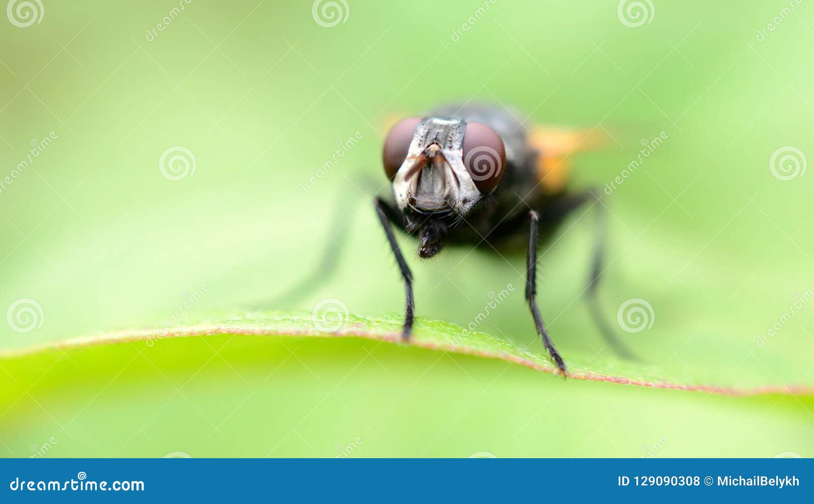Macrophoto of fly stock photo. Image of green, wildlife - 129090308