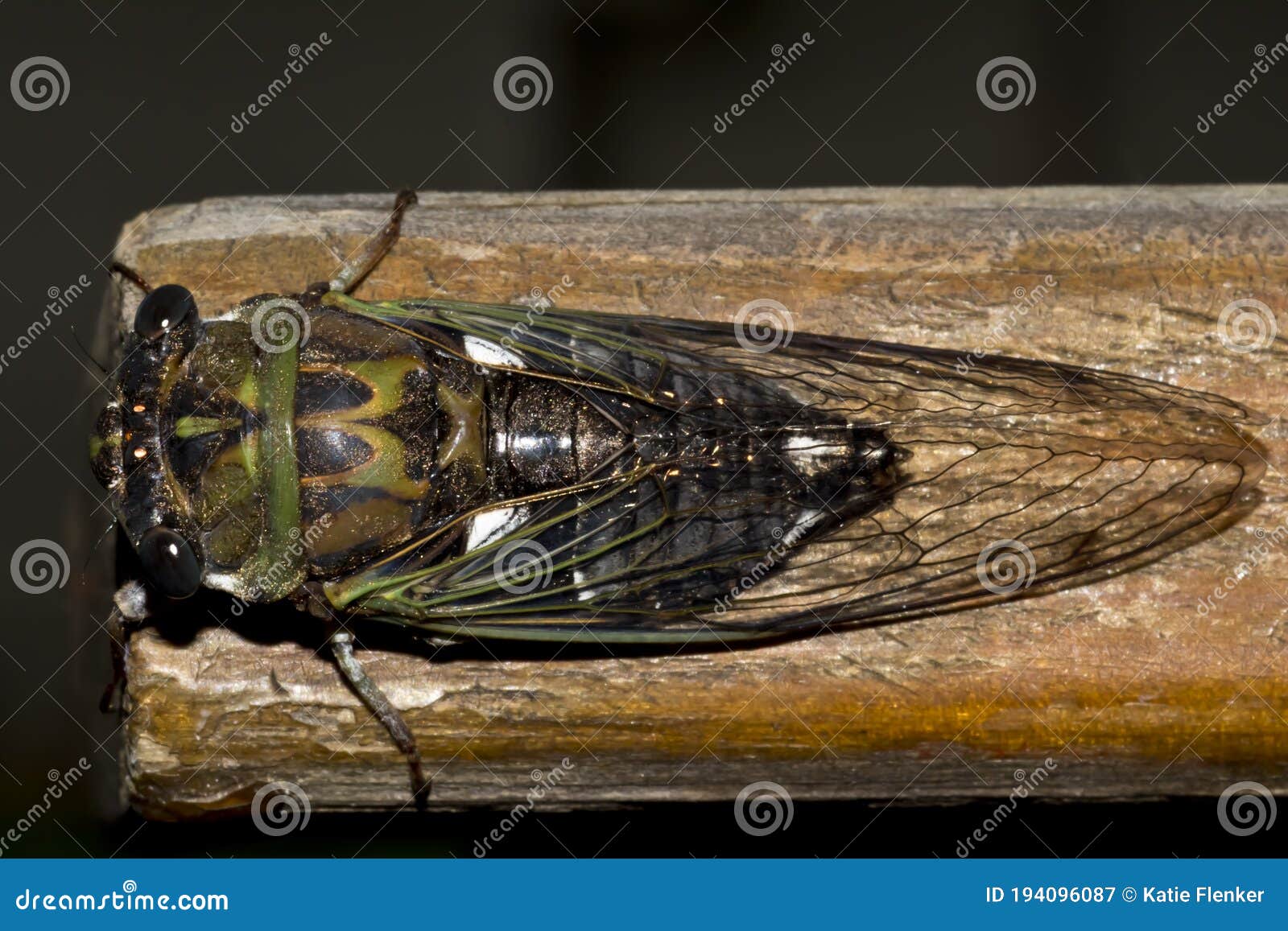 Top view of a cicada stock image. Image of macrophotography - 194096087