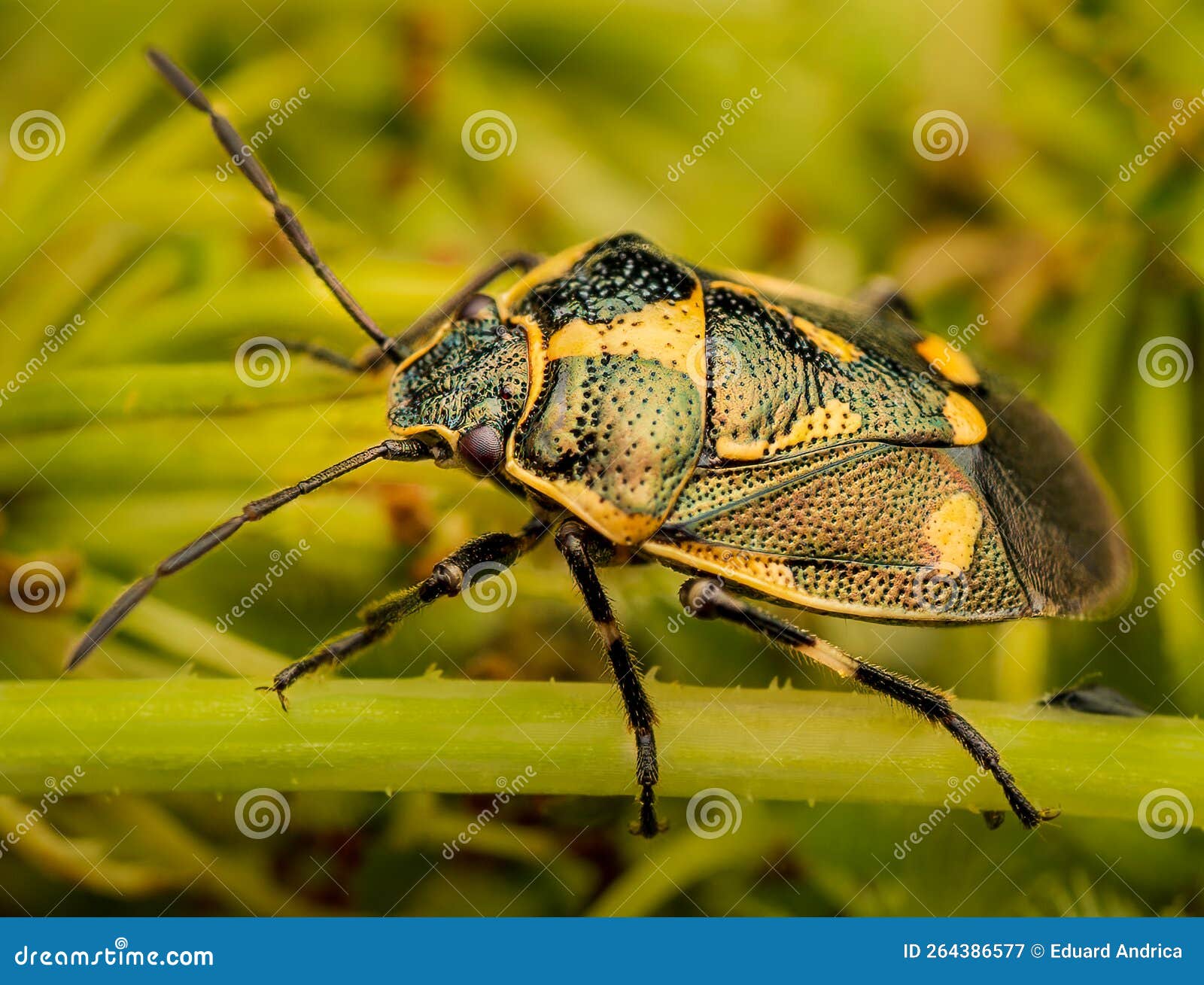 Yellow spotted shieldbug stock image. Image of arthropod - 264386577
