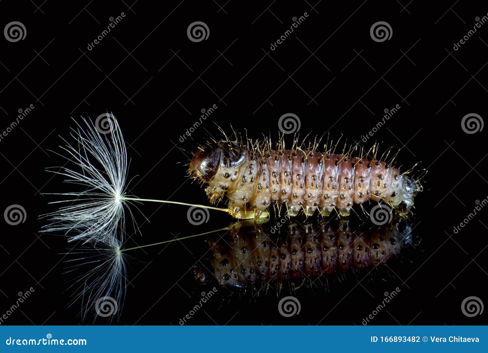 A Sea Centipede - Bristle Worm - Polychaete - Crawling Over Coral Stone ...