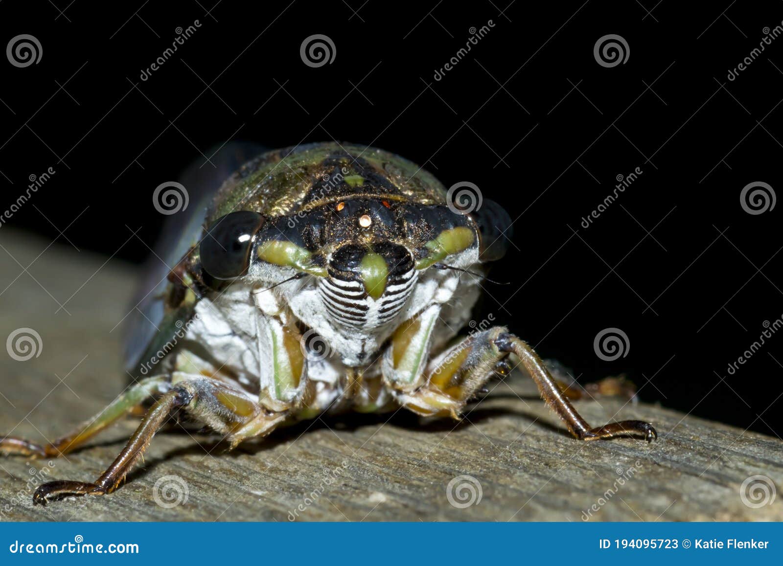 Face of a cicada. stock image. Image of black, face - 194095723
