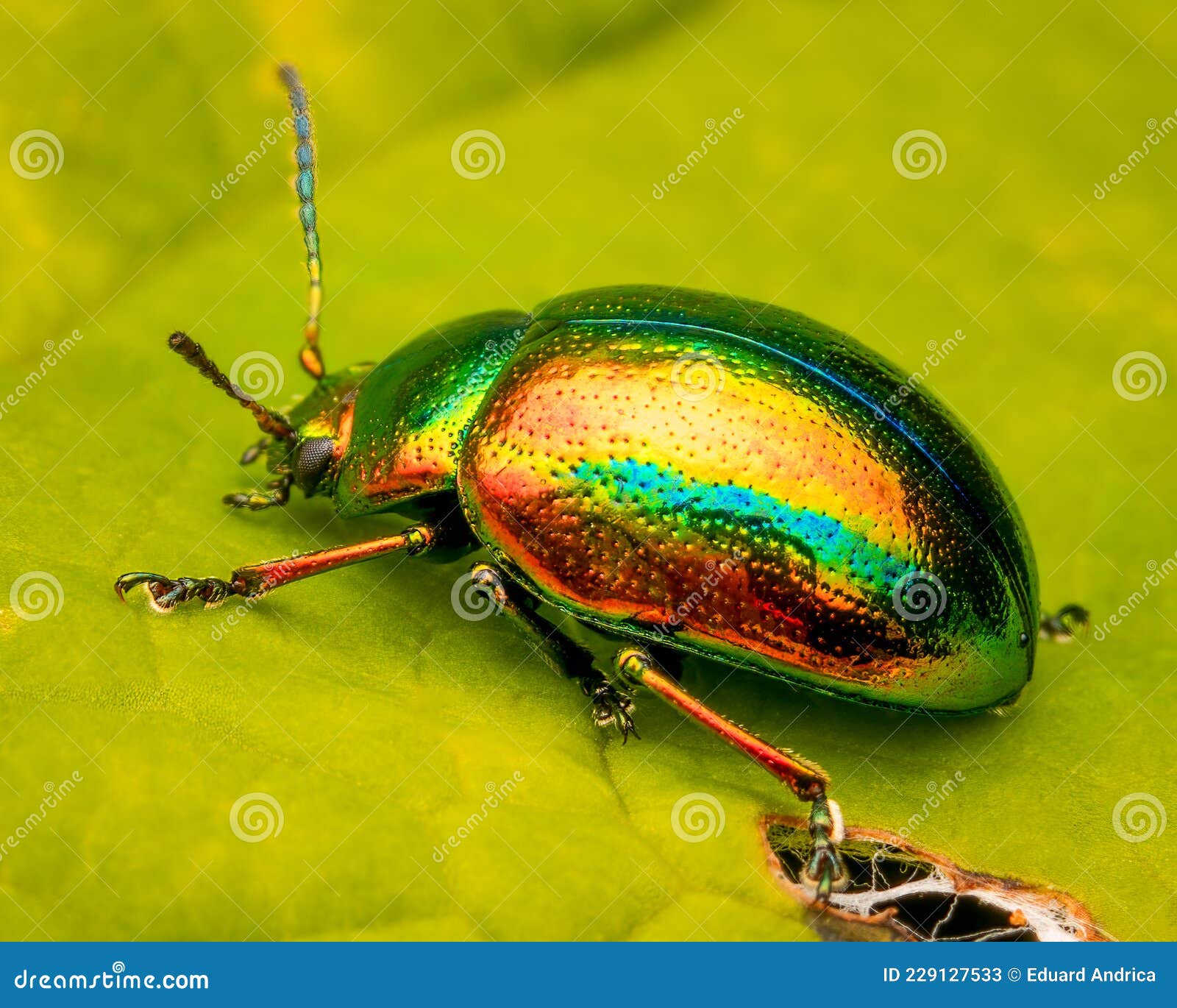 Bright colored beetle stock image. Image of bright, color - 229127533